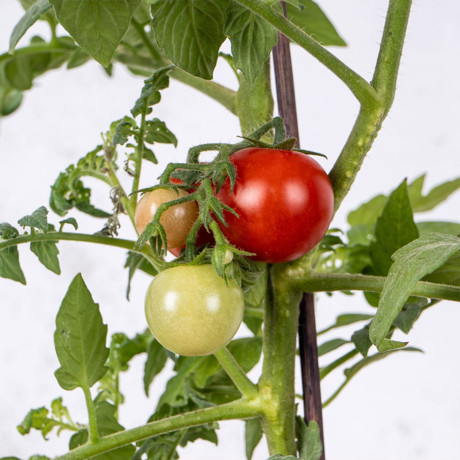 Tomate injertado Cherry - Planta de huerto | Fronda