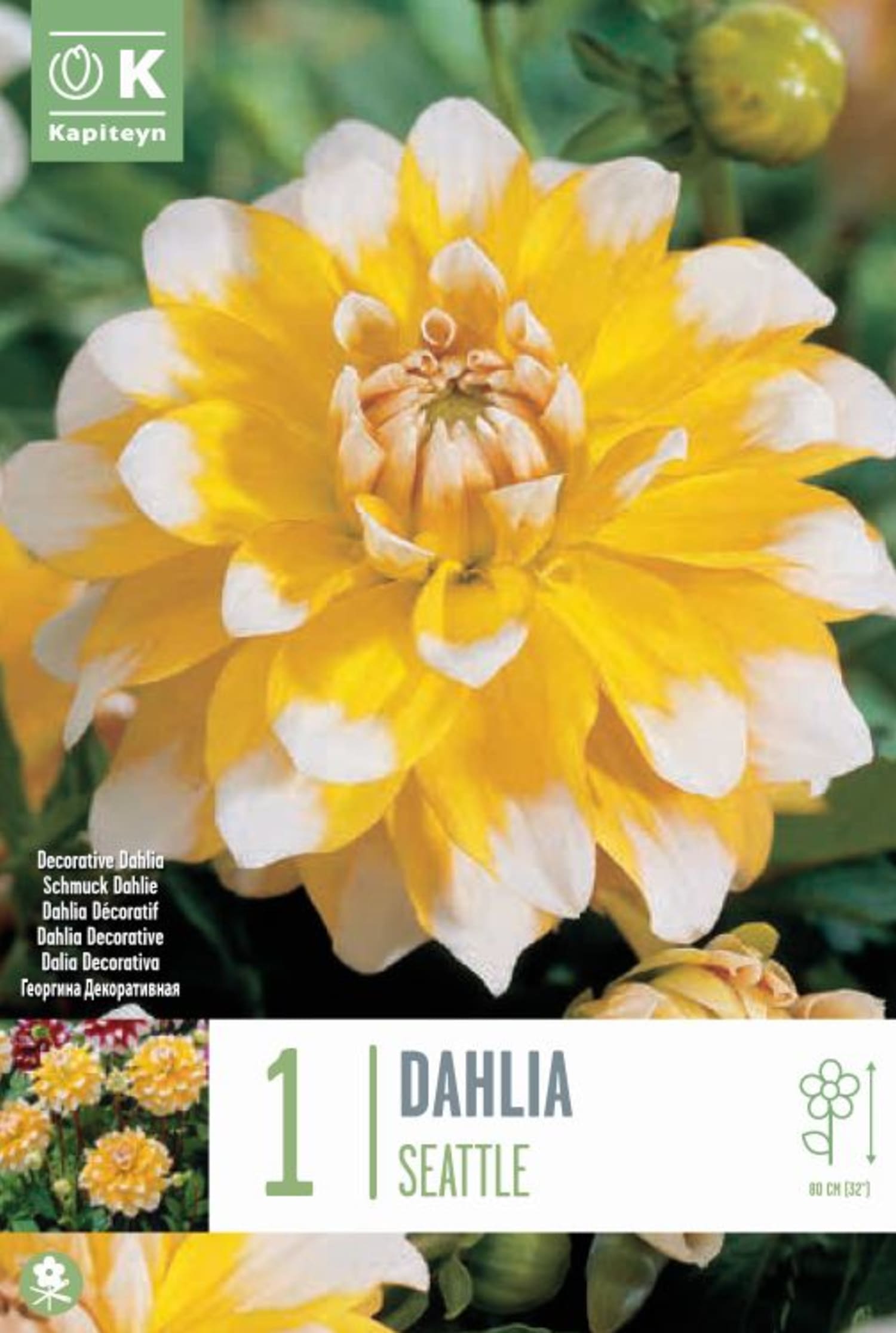 Bulbos de Dahlia 'Seattle' | Fronda