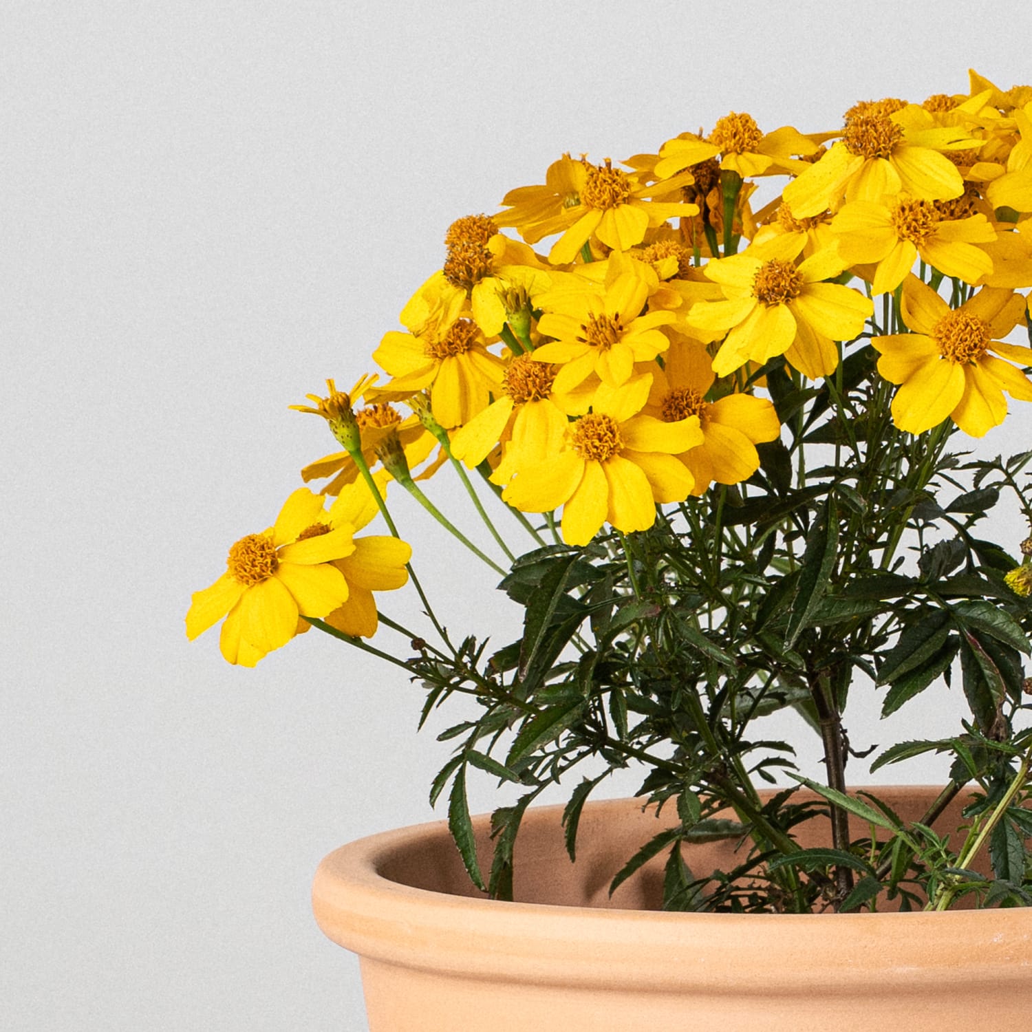 Tagetes lemmonii | Fronda
