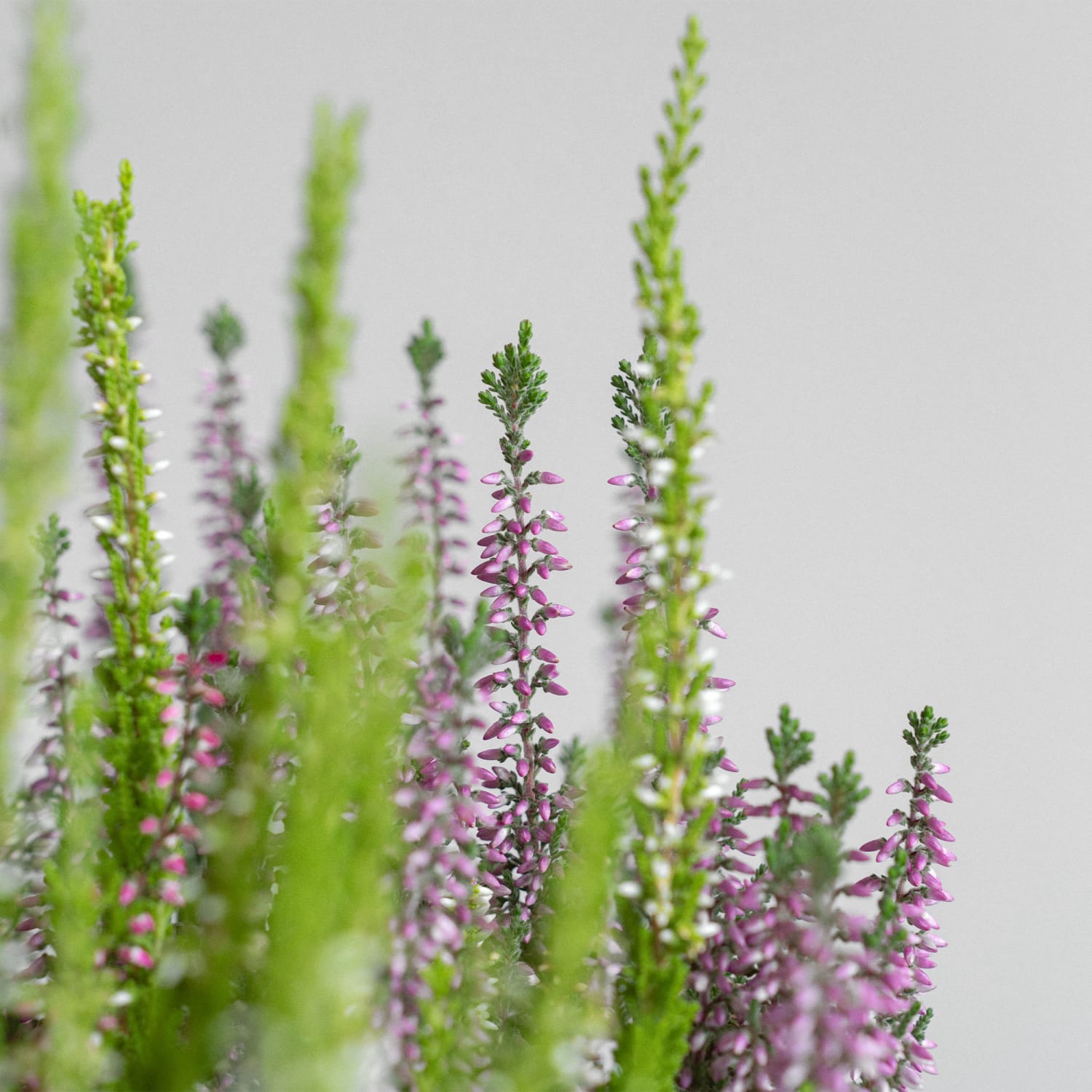 Calluna 'Garden Girls Trio' | Fronda