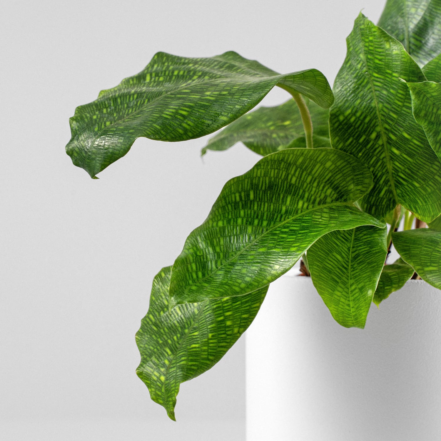 Calathea musaica 'Network' Mini | Fronda