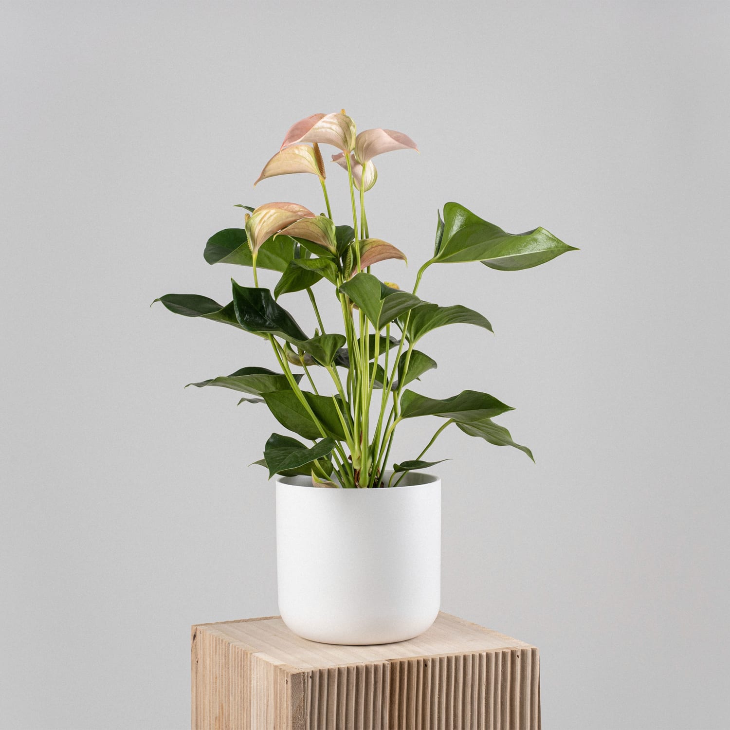 Anthurium 'Joli Peach' | Fronda