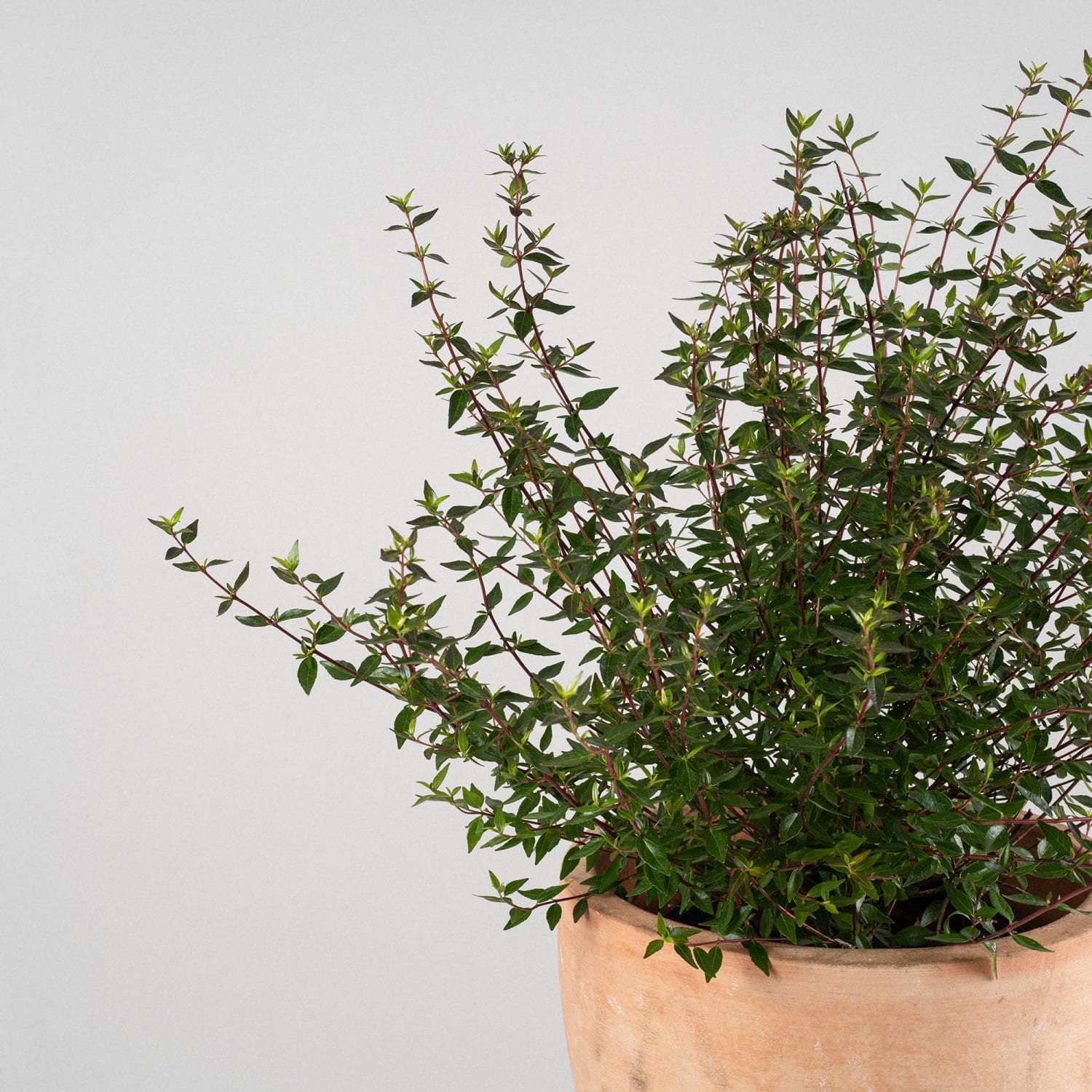 Abelia × grandiflora 'Prostrata' | Fronda