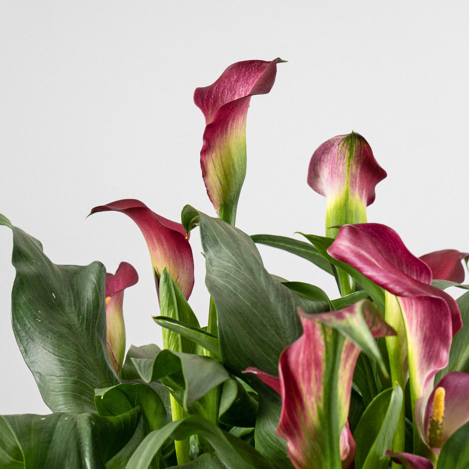 Zantedeschia 'Zazu' - Cala rosa | Fronda