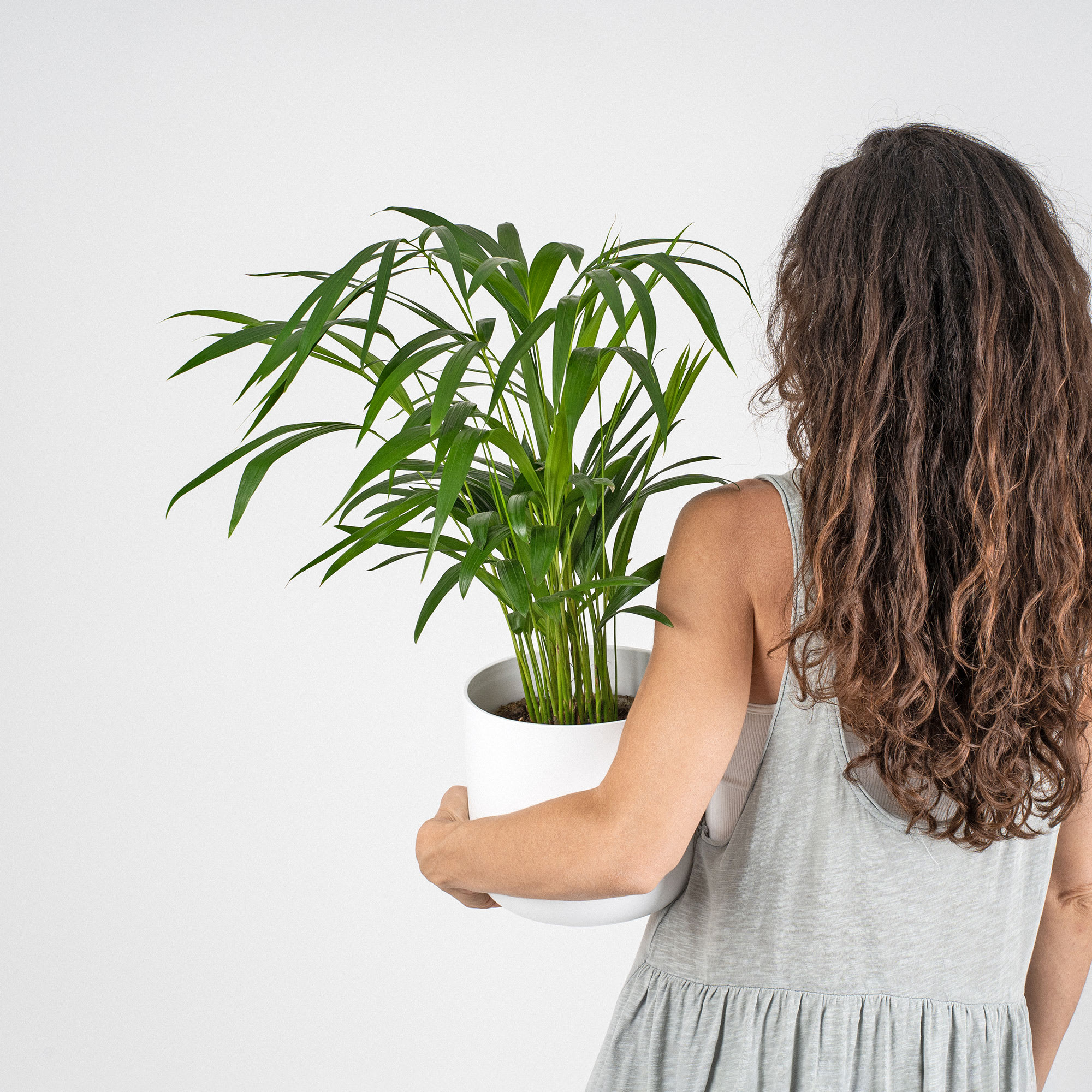 Areca Mini | Fronda