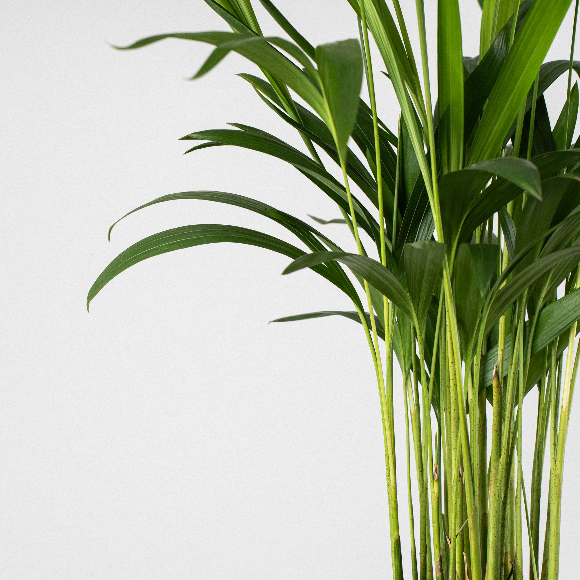 Areca Mini | Fronda