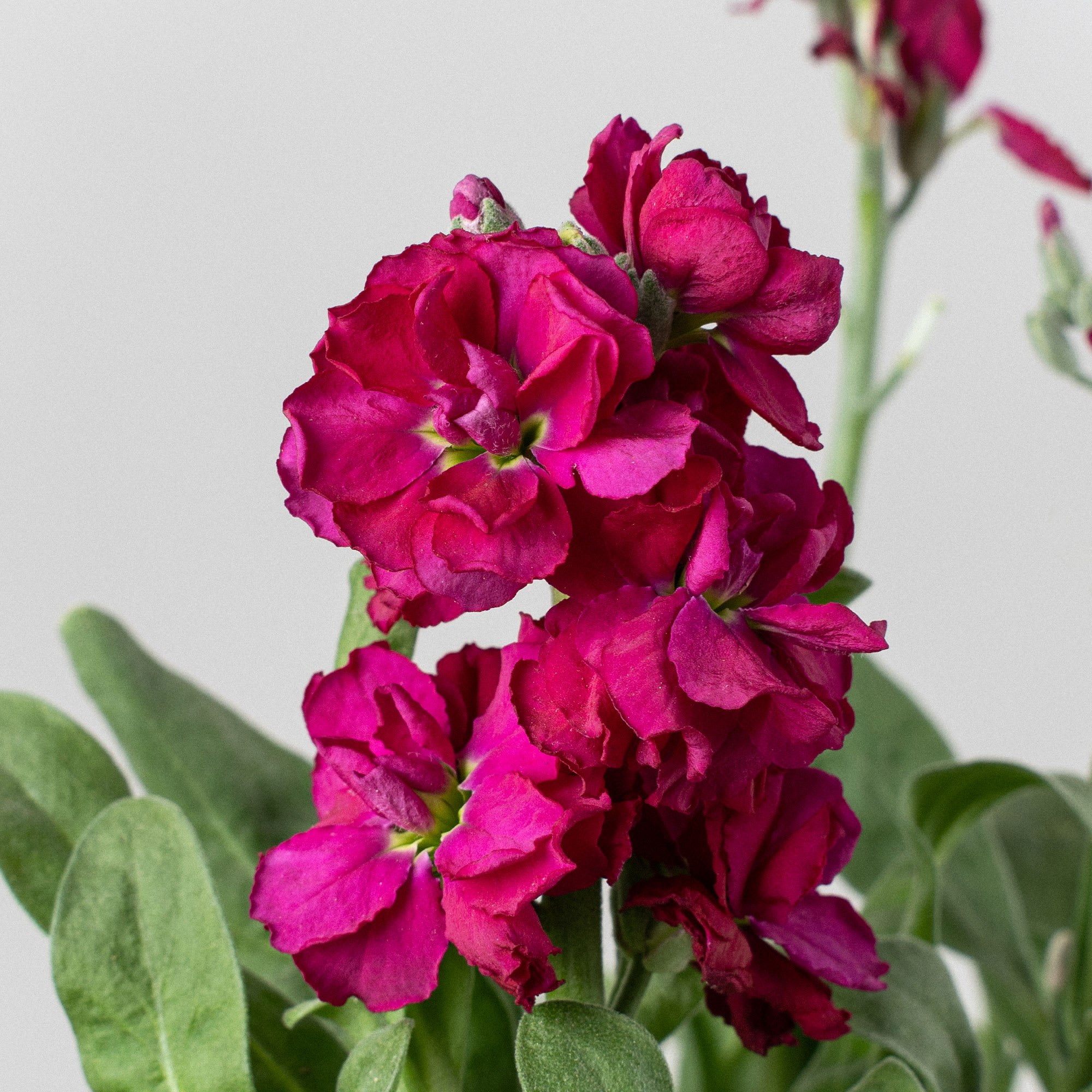 Matthiola Incana de flor simple (Alhelí) | Fronda