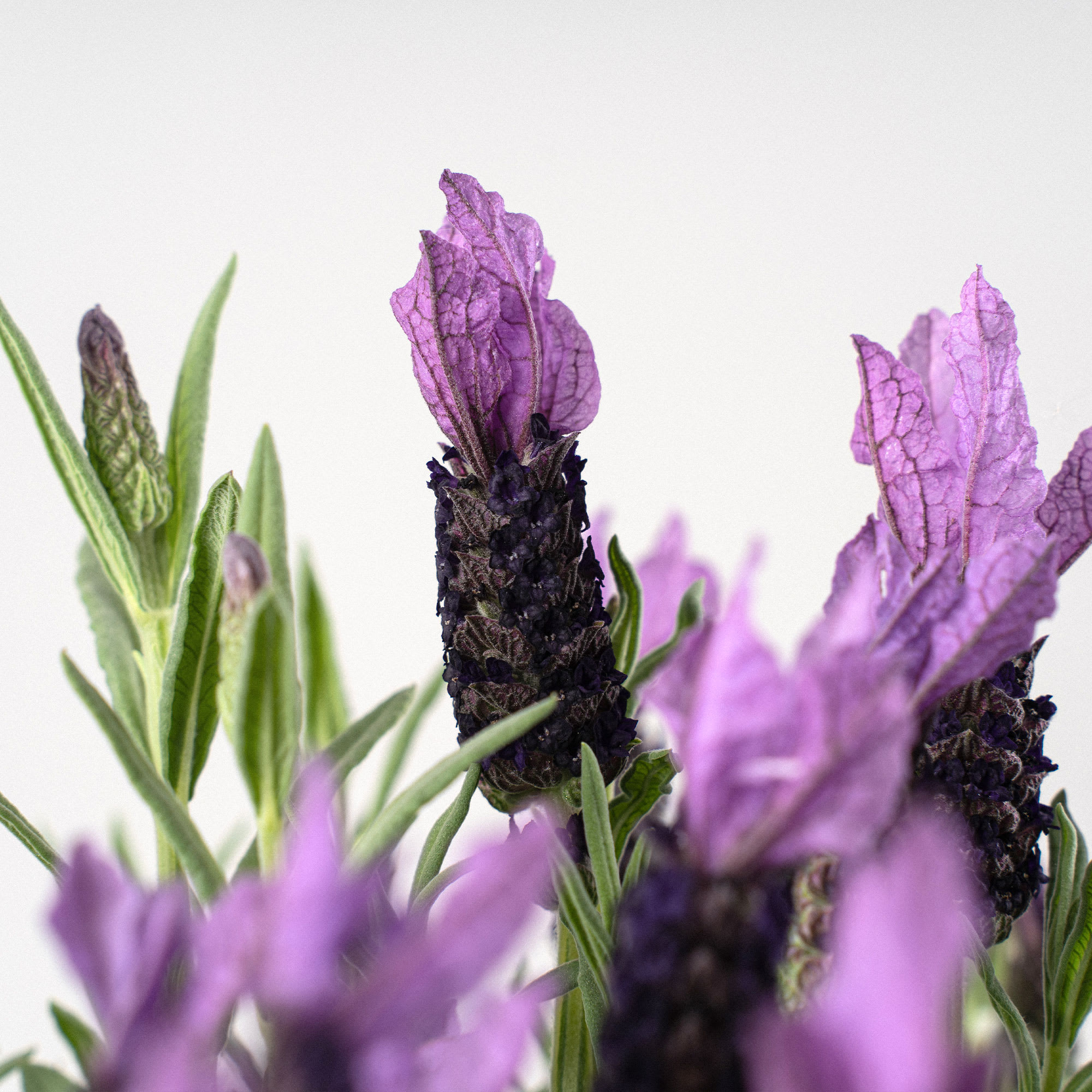 Lavanda stoechas - Planta aromática | Fronda