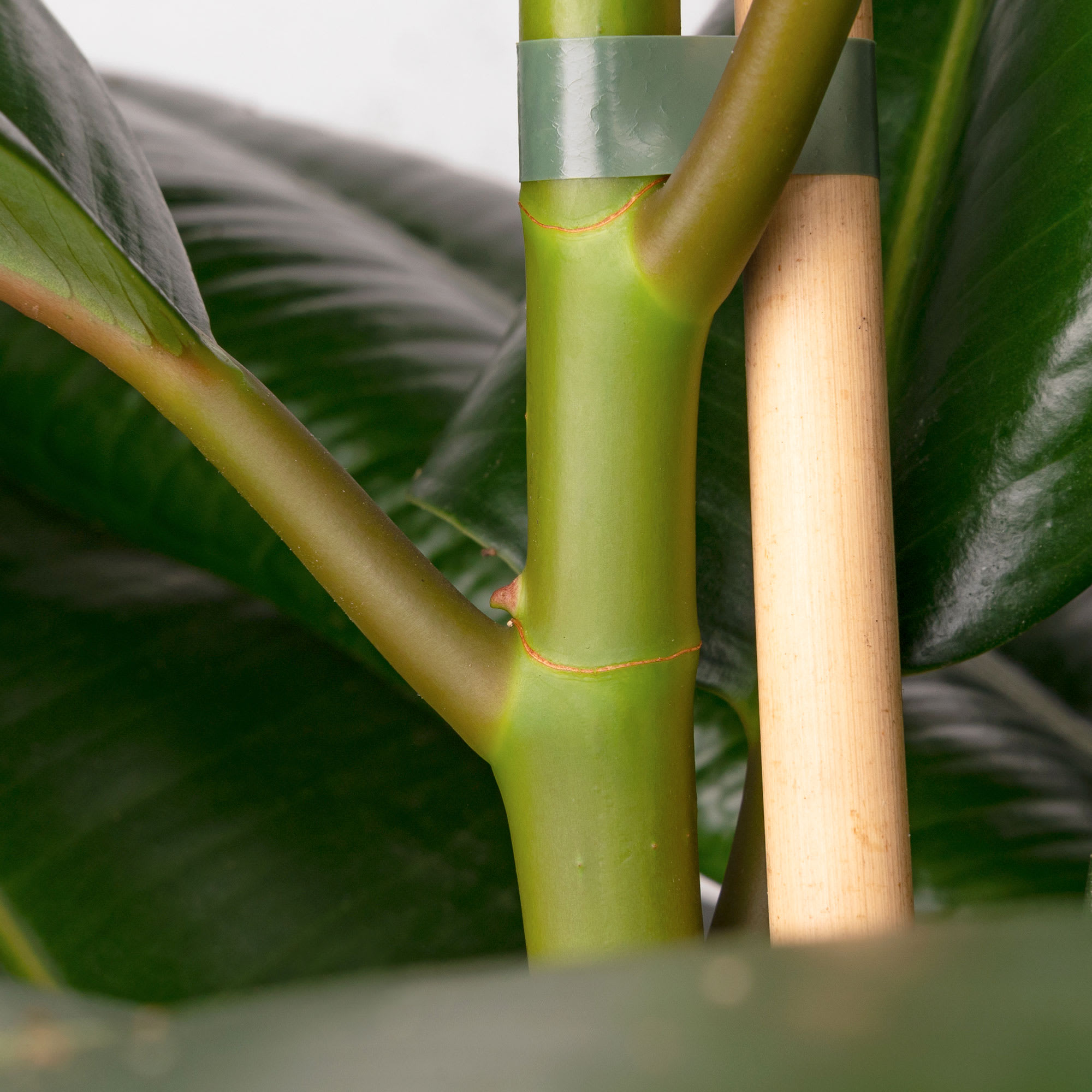 Ficus 'Robusta' | Fronda