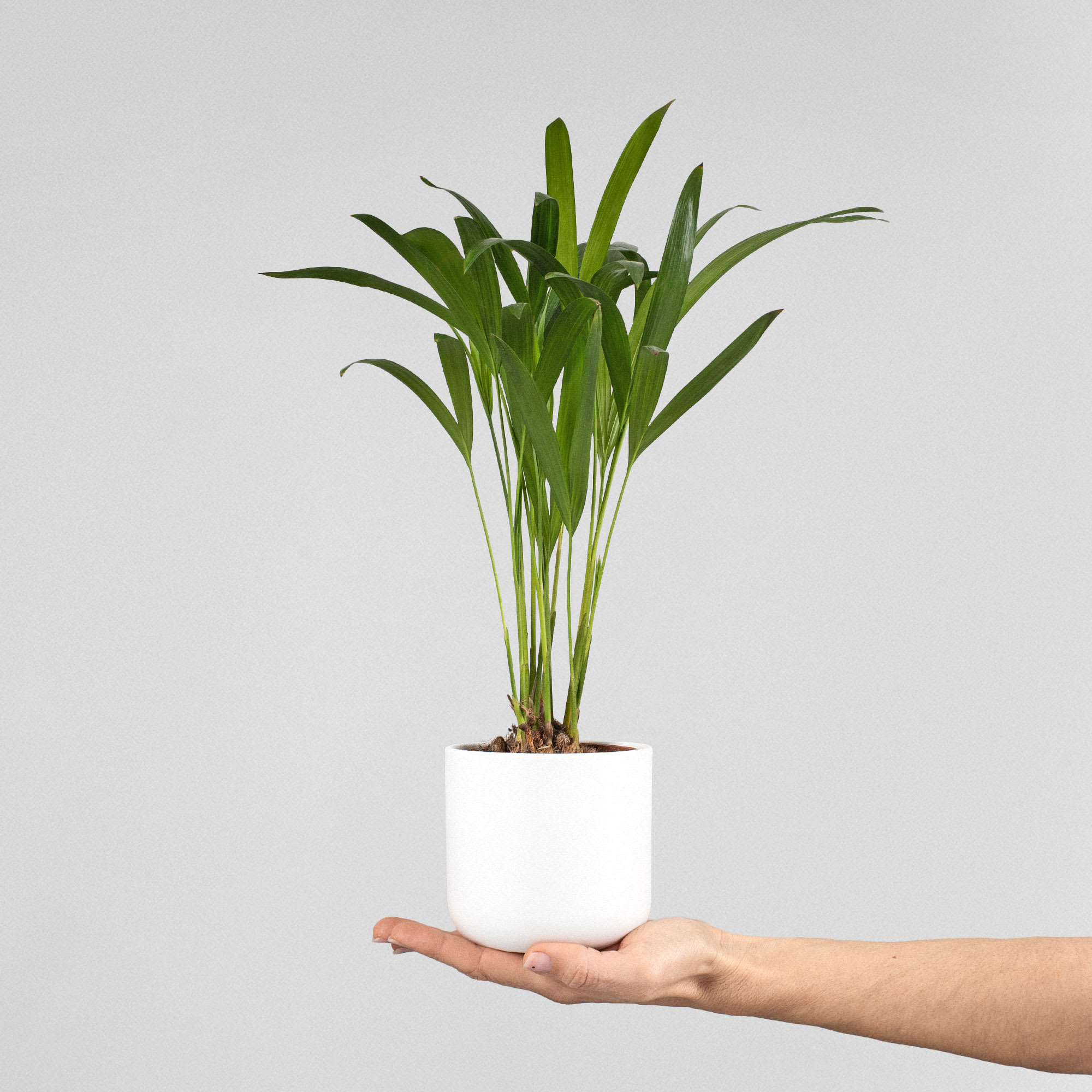 Areca Mini | Fronda
