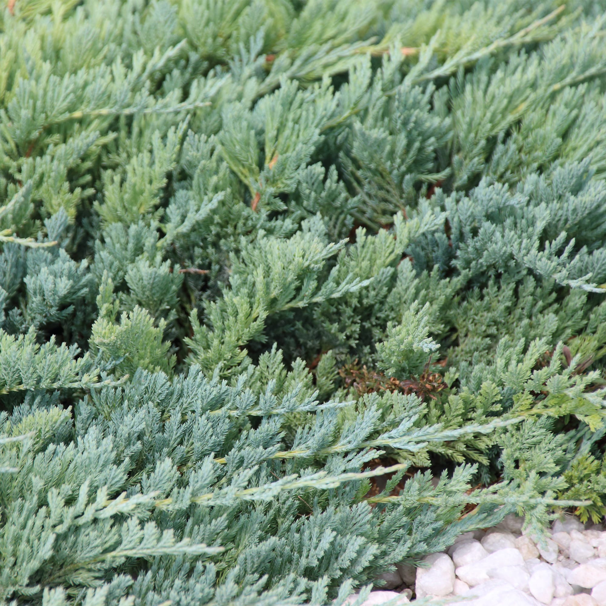 Enebro rastrero - Juniperus horizontalis 'Blue Chip' | Fronda