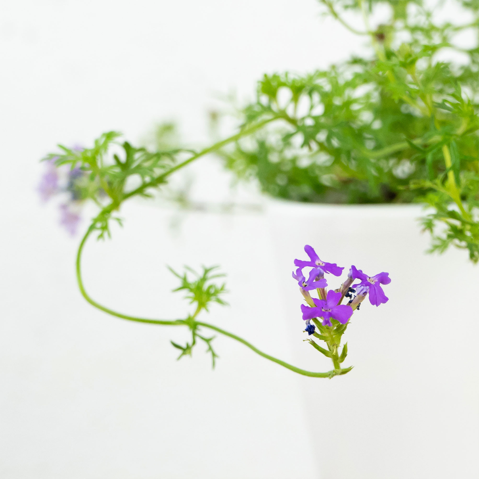 Verbena × hybrida Rastrera | Fronda