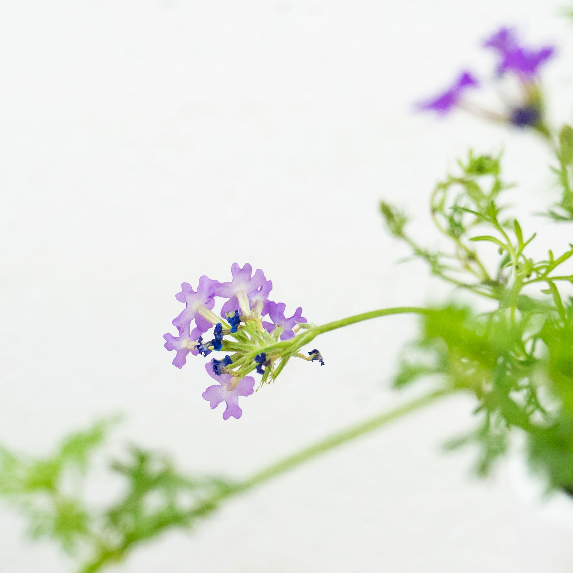 Verbena × hybrida Rastrera | Fronda