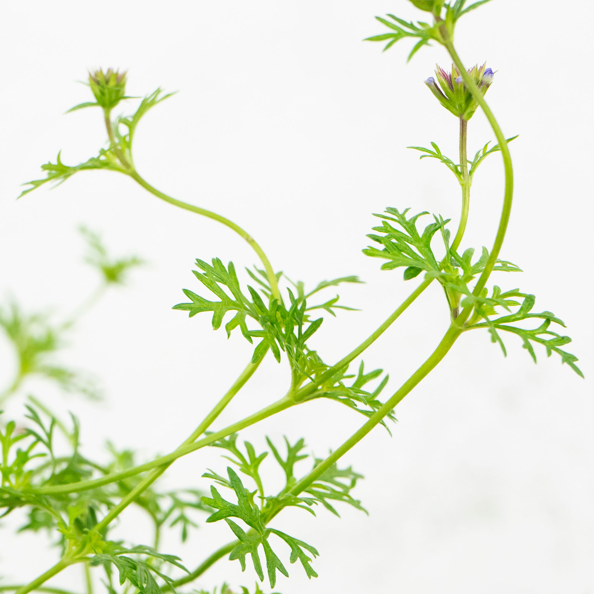Verbena × hybrida Rastrera | Fronda
