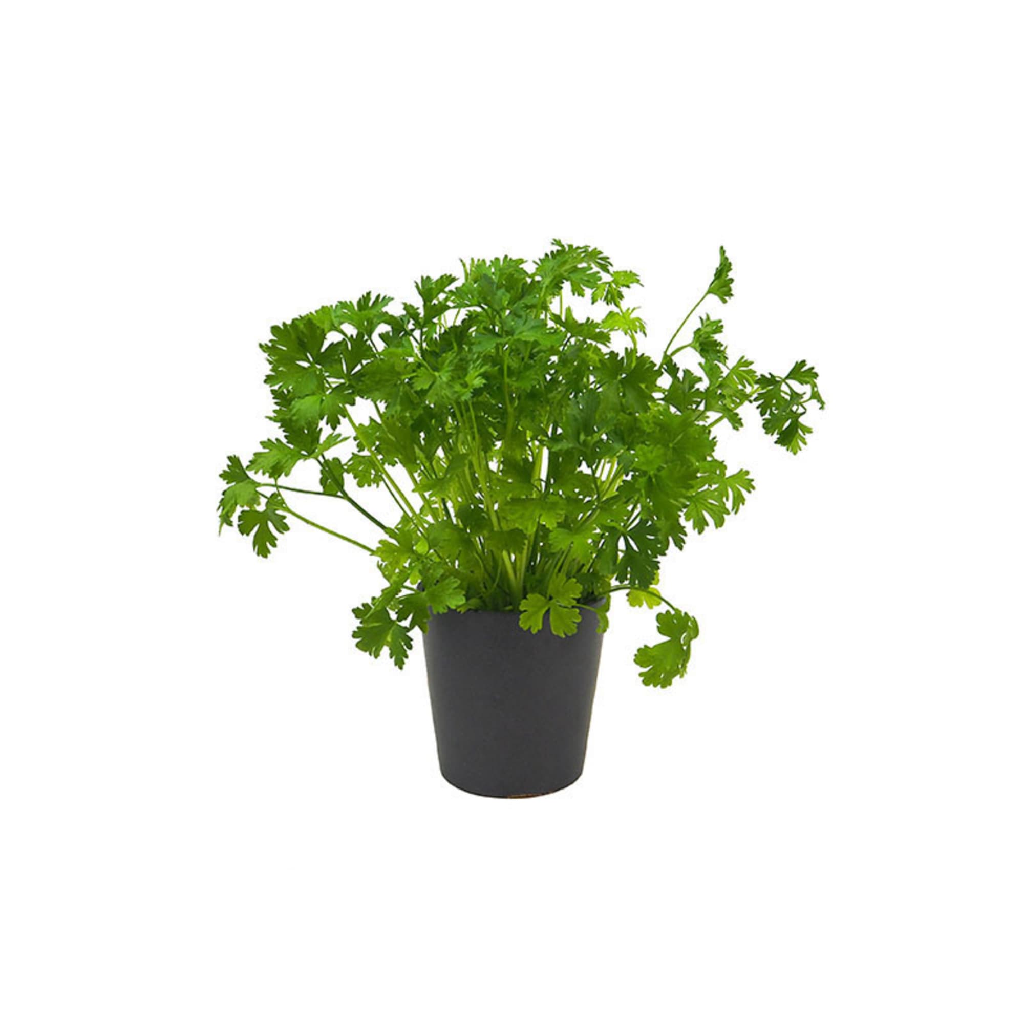 Perejil liso - Planta aromática | Fronda