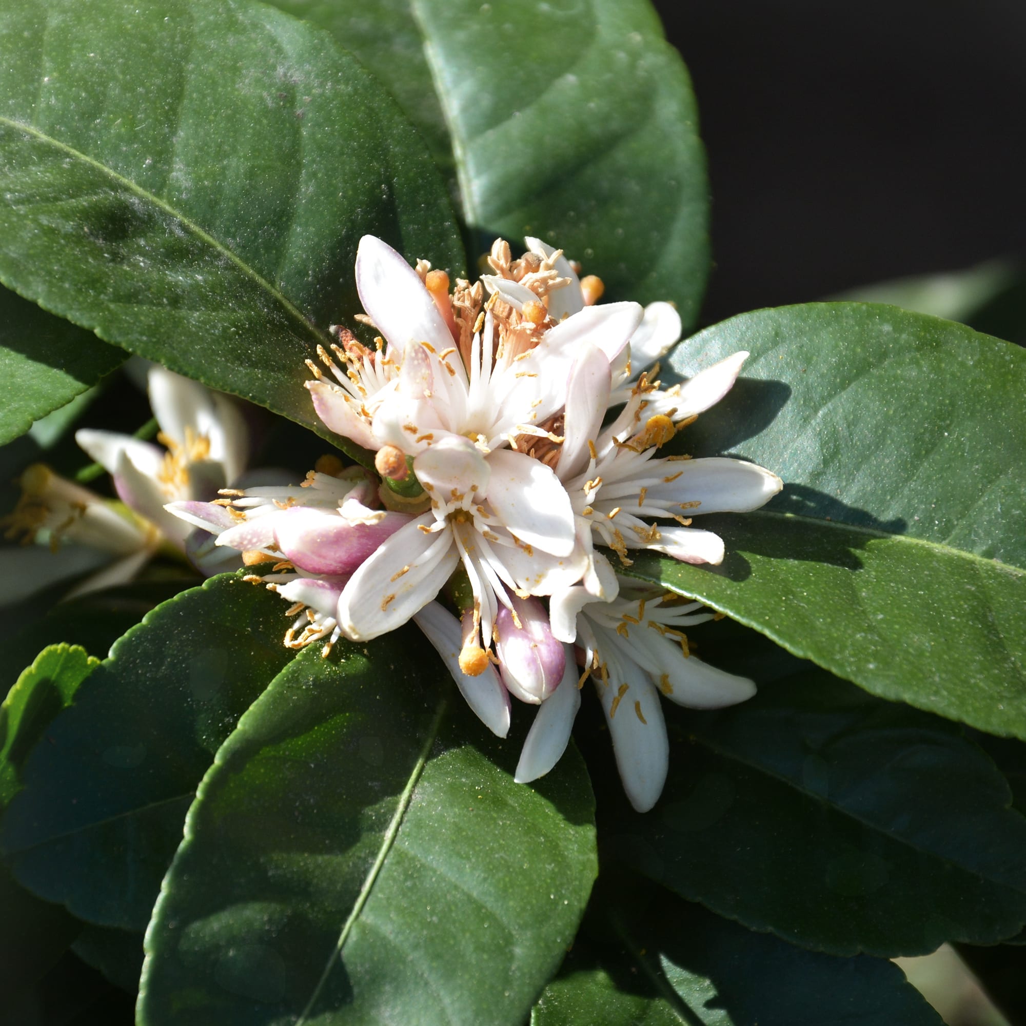 Lima Persa (Citrus × latifolia) | Fronda