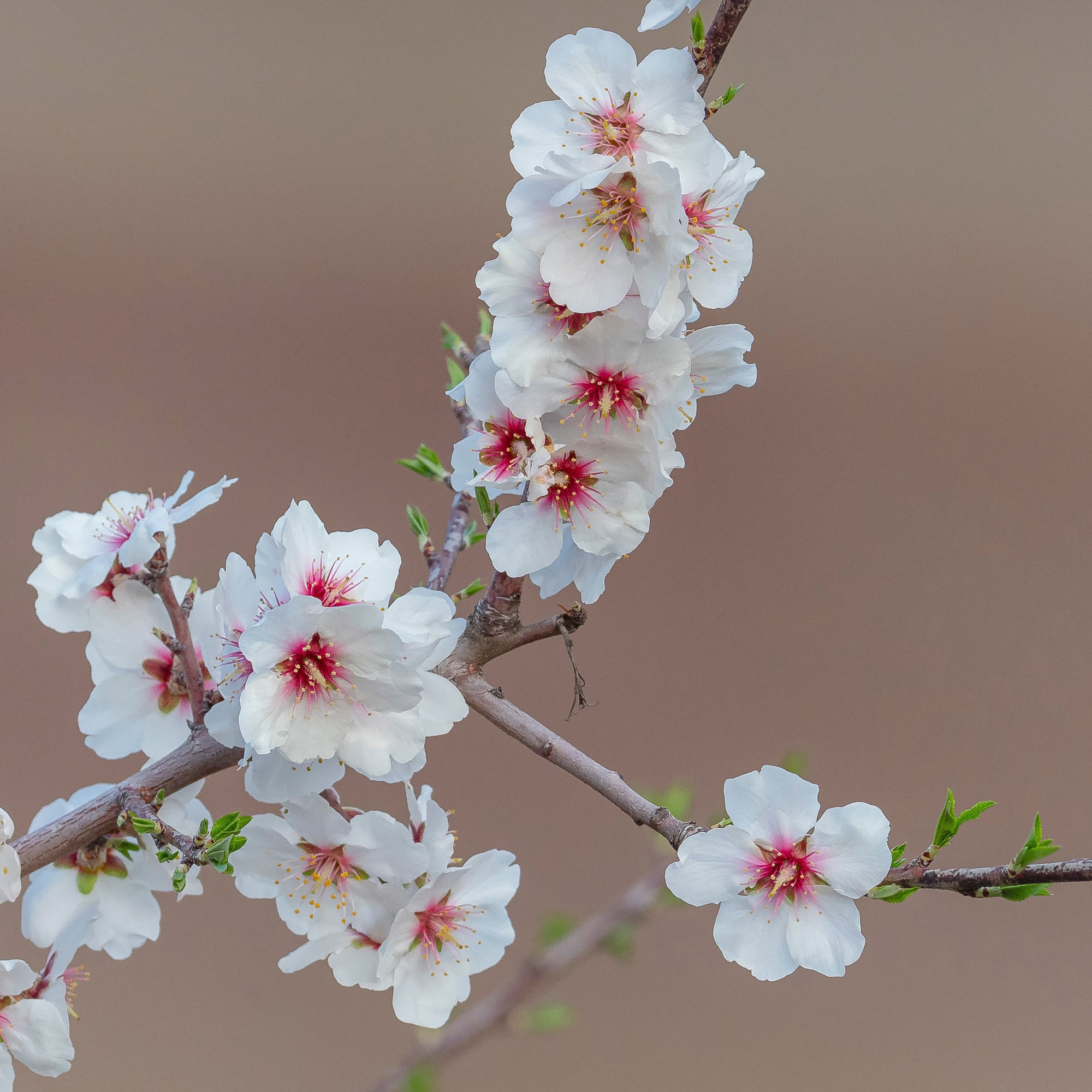 Almendro 'Marcona' (Prunus Dulcis) | Fronda