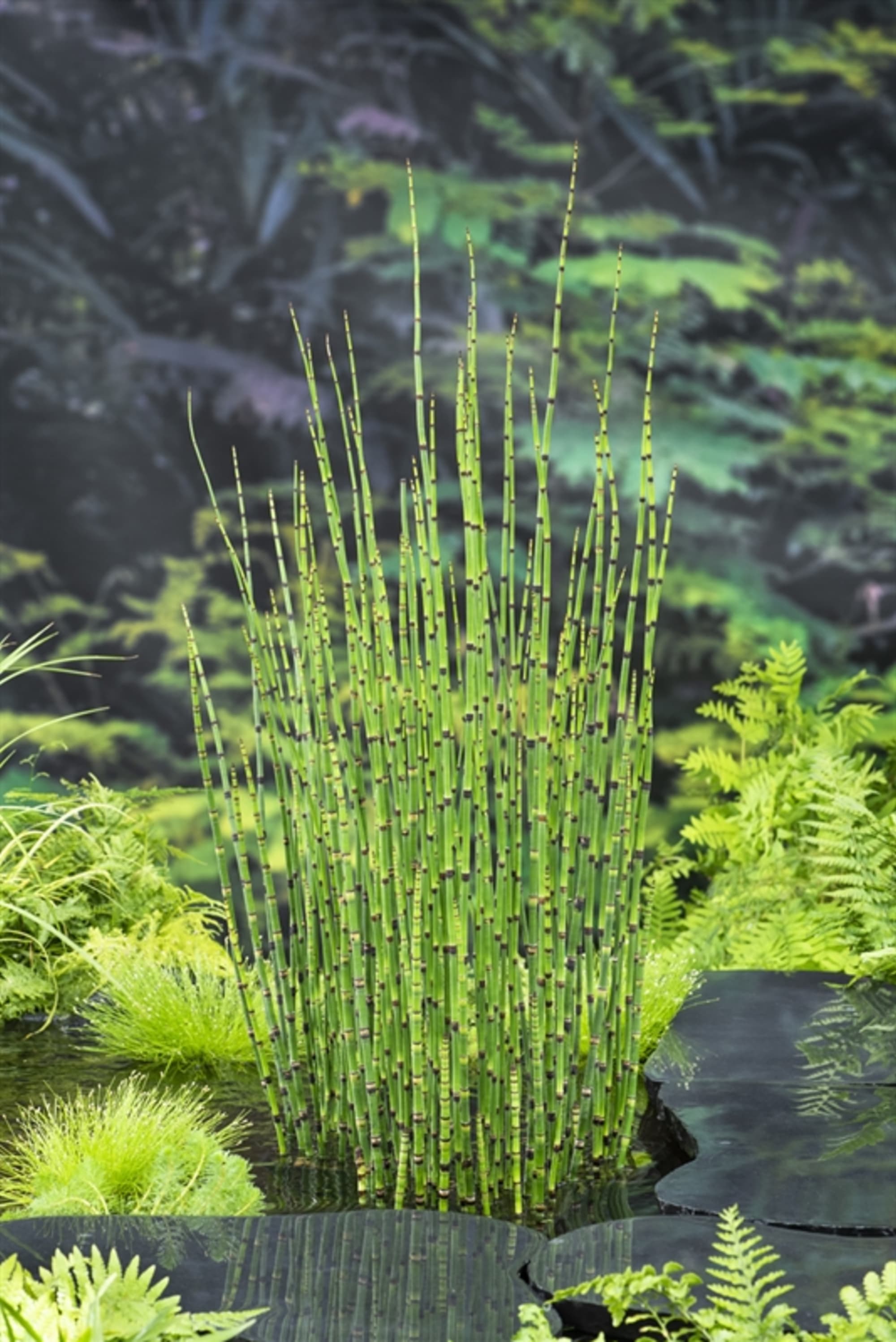 Eequisetum hyemale (Cola de caballo) - Planta palustre de estanque | Fronda