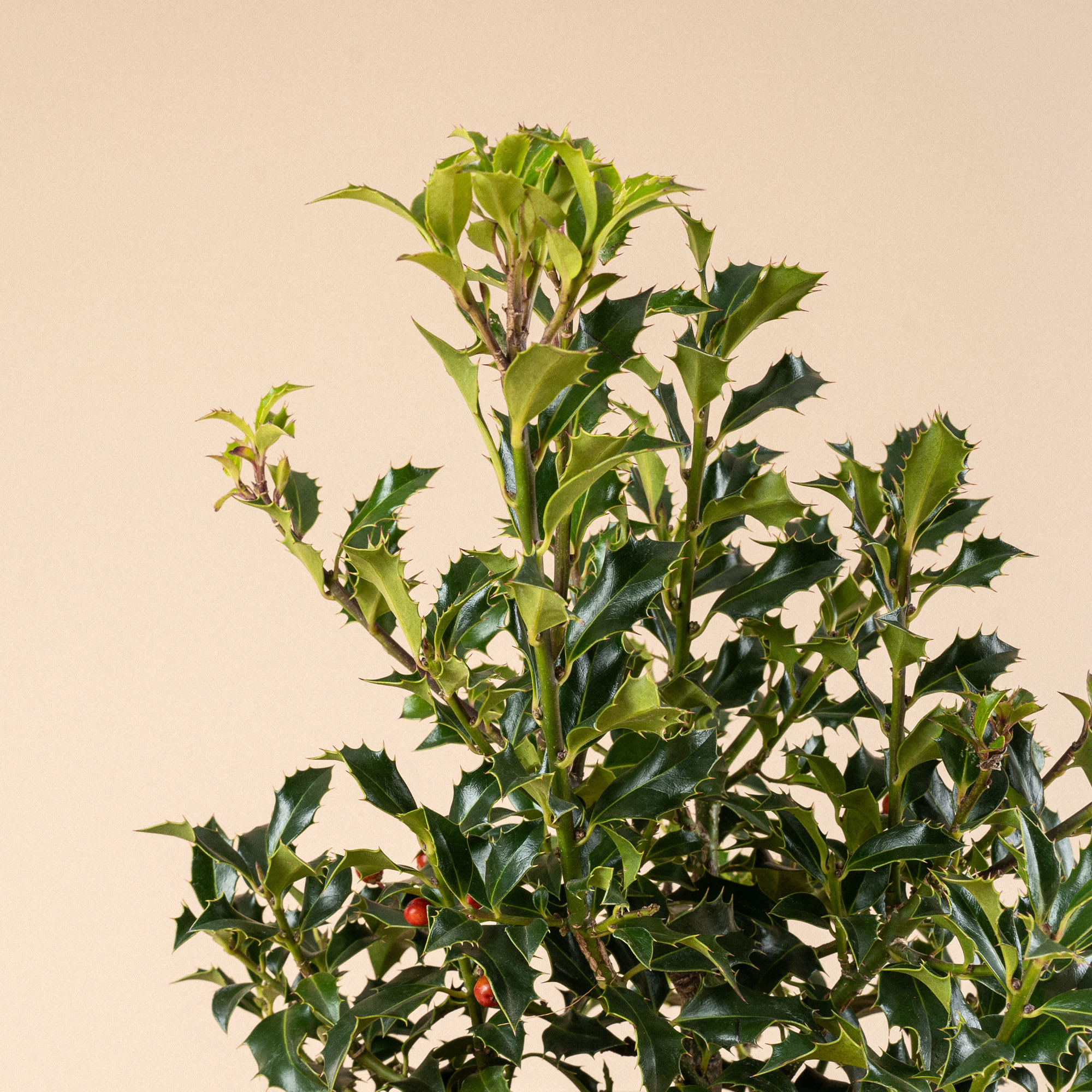 Ilex aquifolium 'Alaska' (Acebo) | Fronda