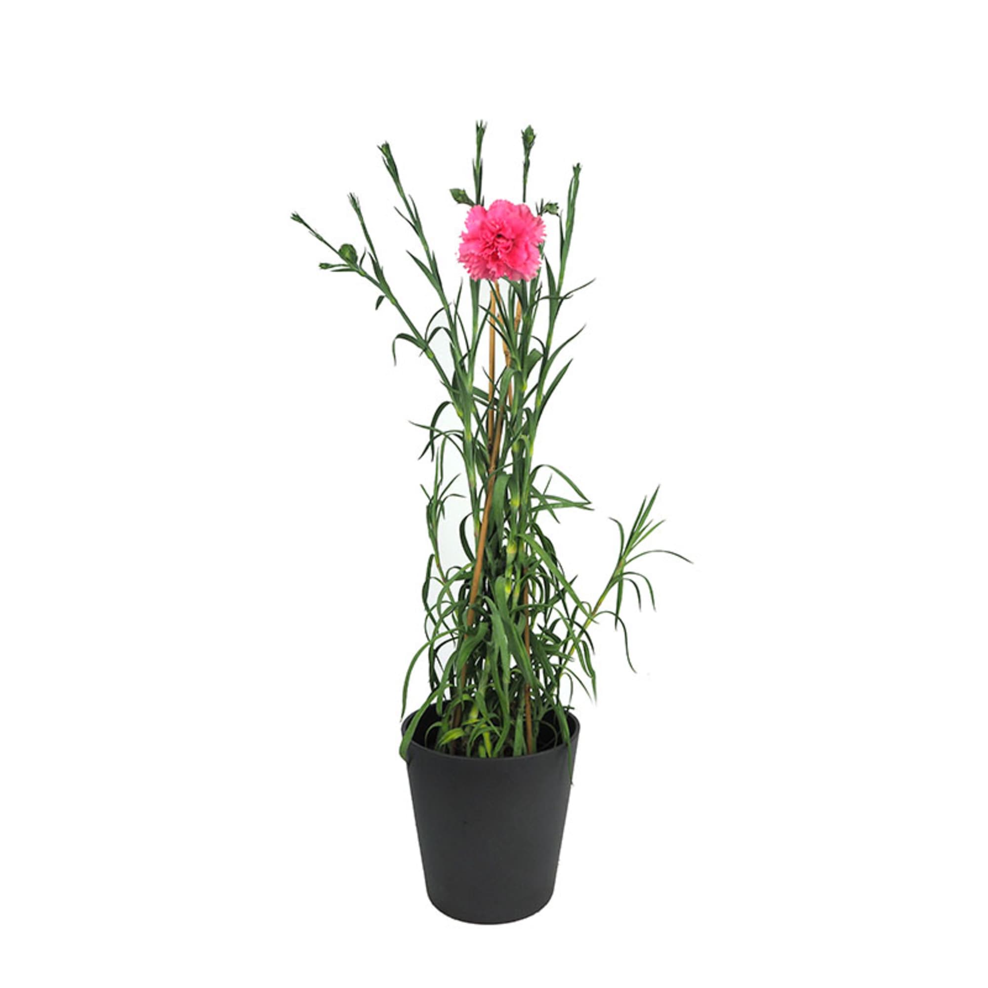 Dianthus caryophyllus - Clavel | Fronda