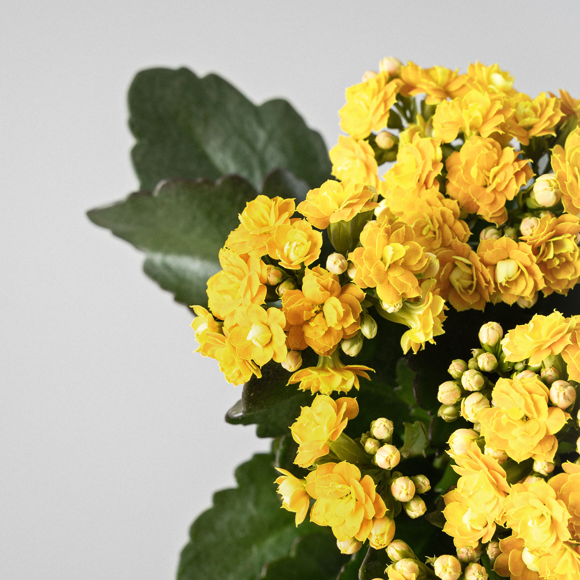Kalanchoe 'Calandiva' mini | Fronda