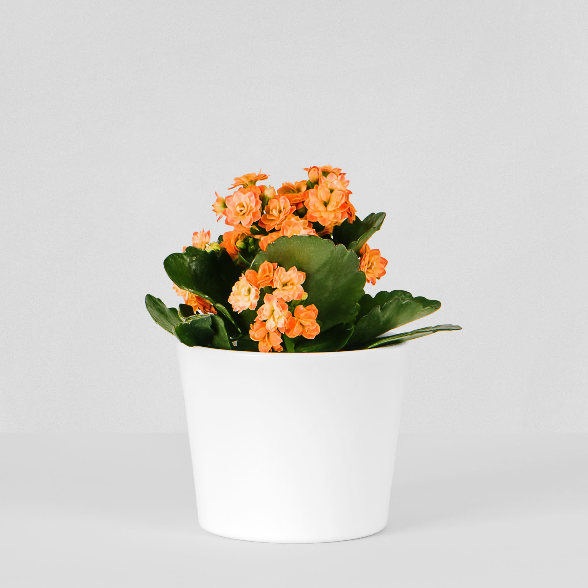 Kalanchoe 'Calandiva' mini | Fronda