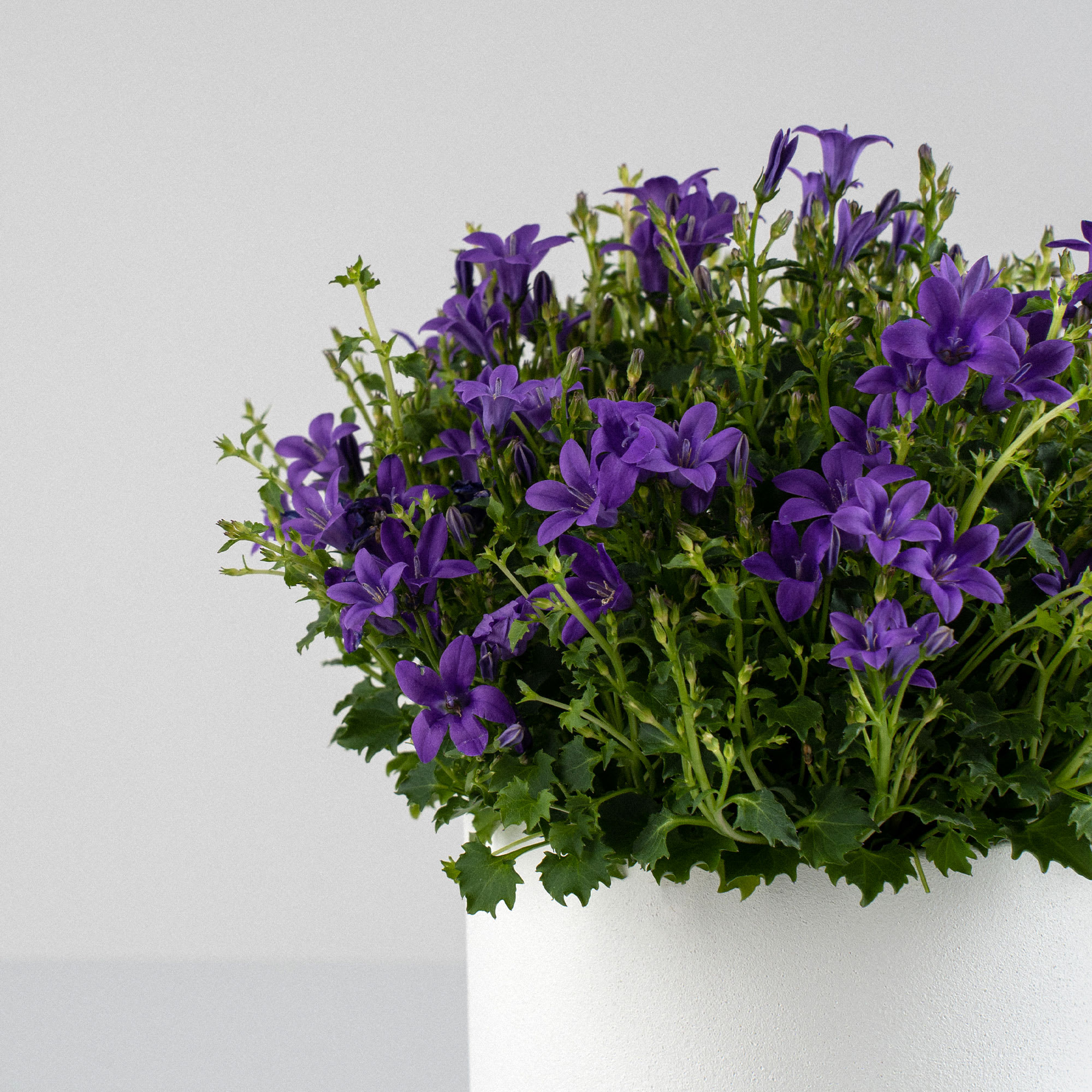 Campanula Addenda® 'Ambella Intense Purple' | Fronda
