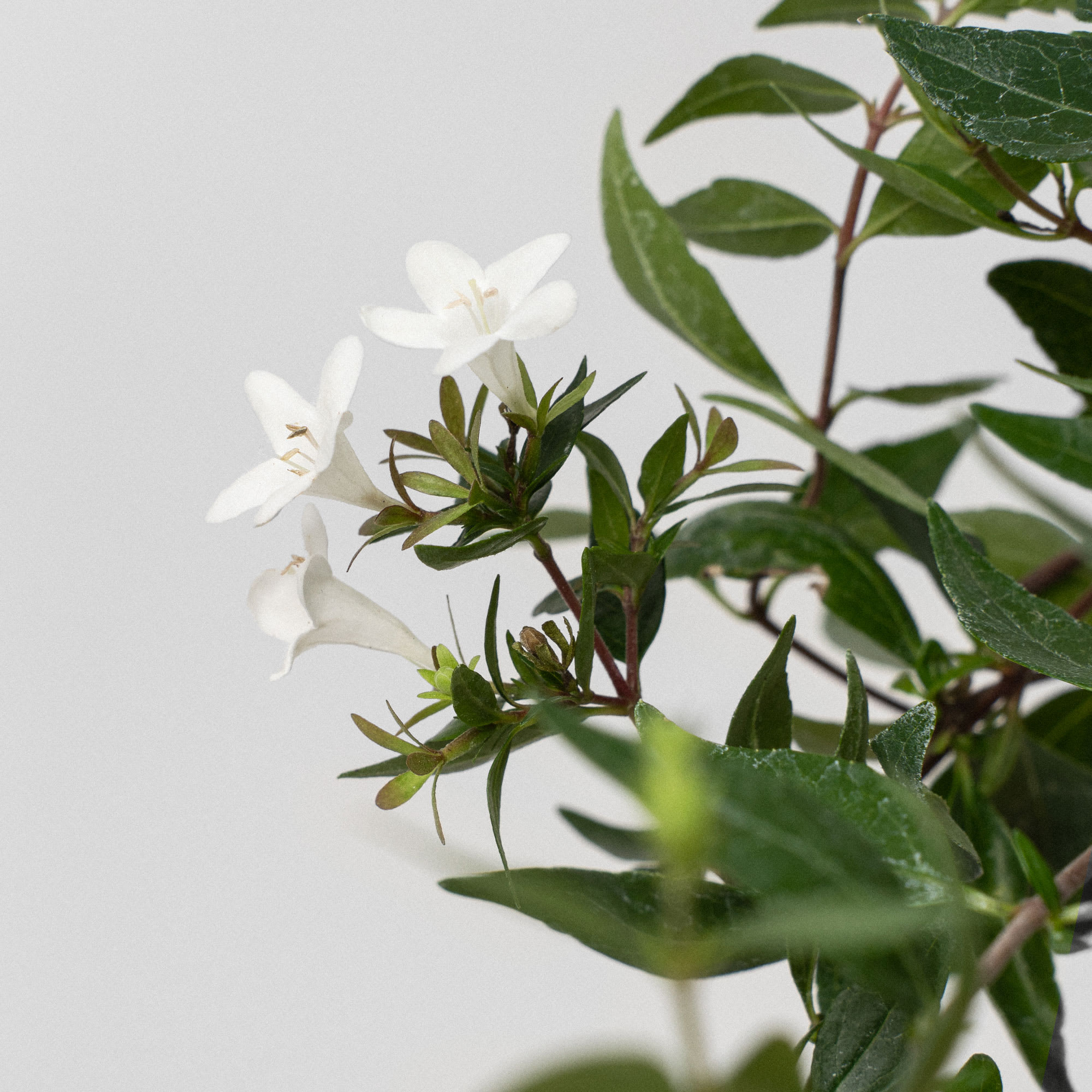 Abelia × grandiflora 'Prostrata' | Fronda