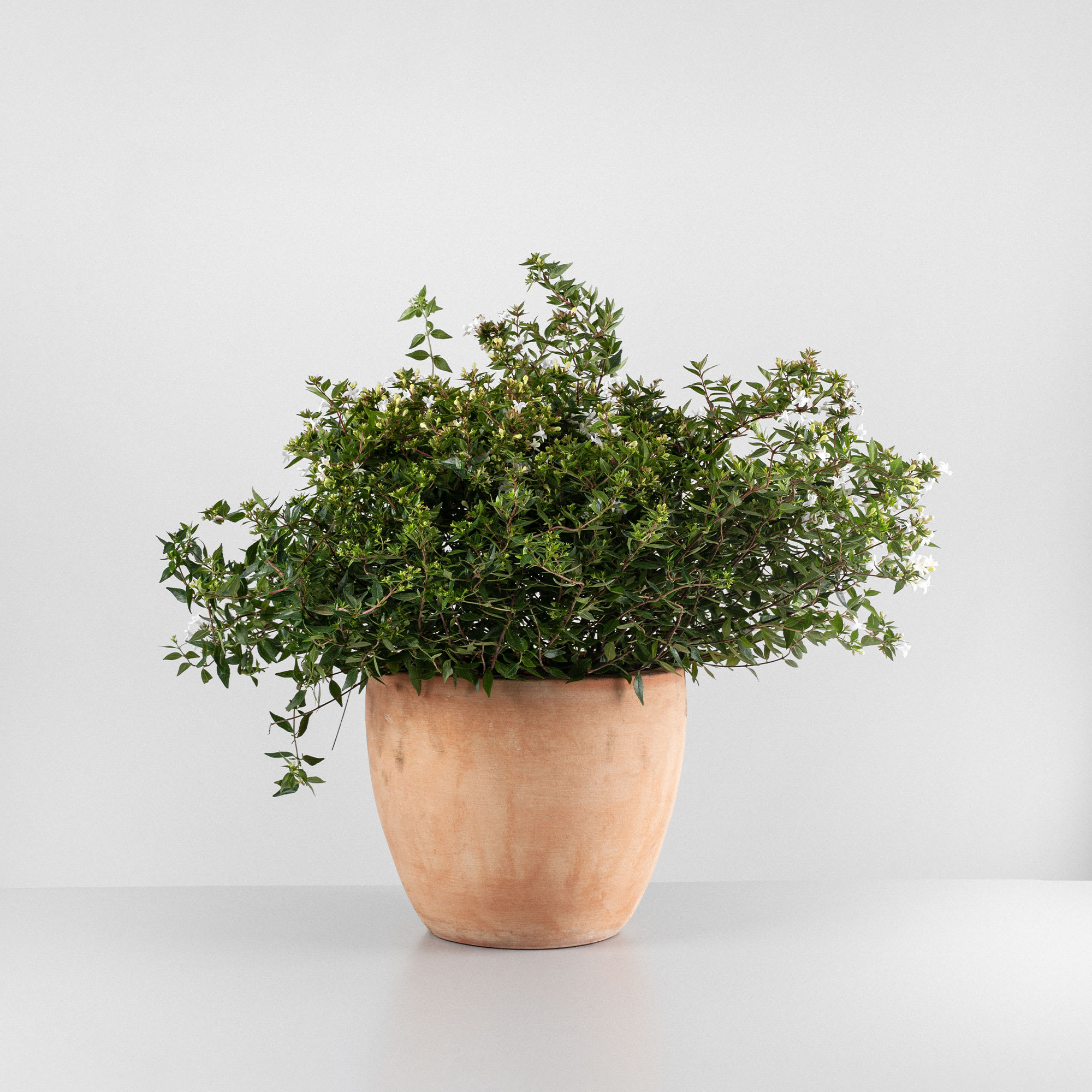 Abelia × grandiflora 'Prostrata' | Fronda