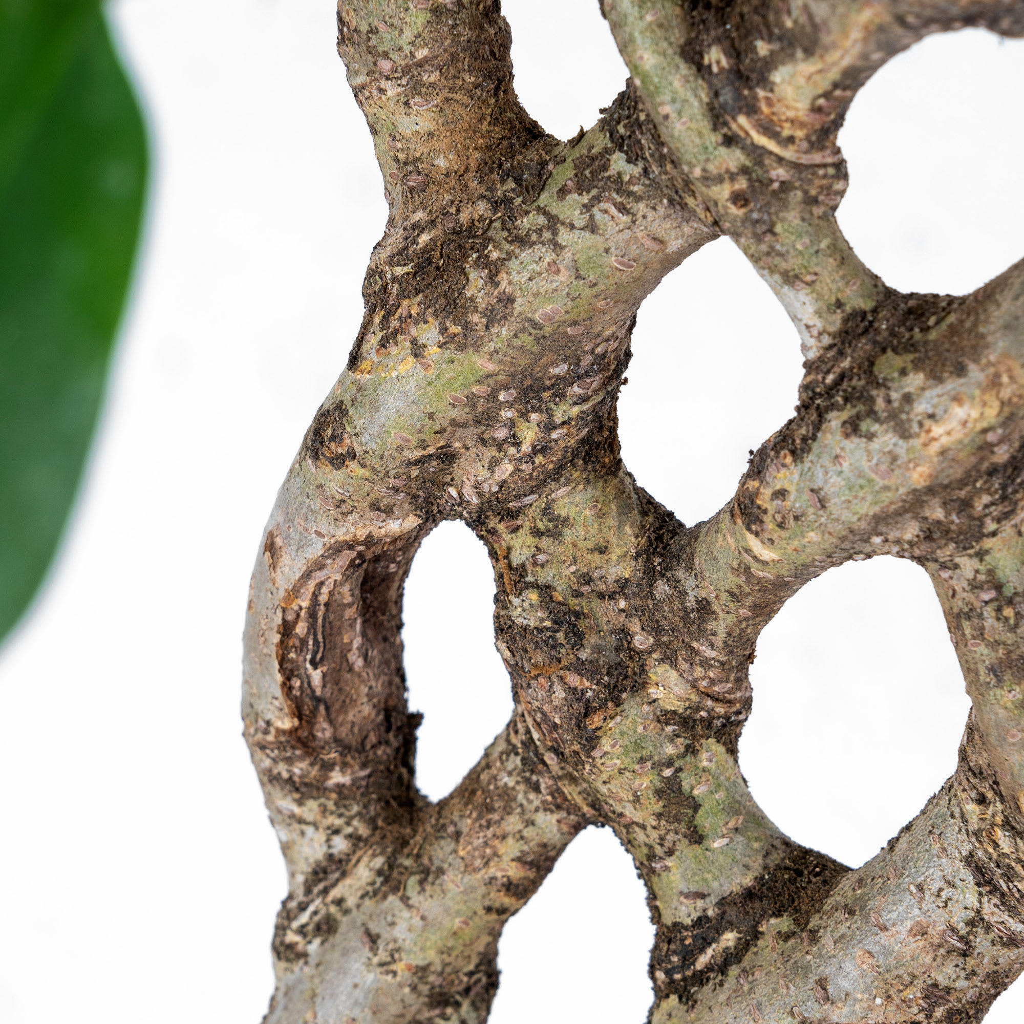 Ficus benjamina trenzado | Fronda