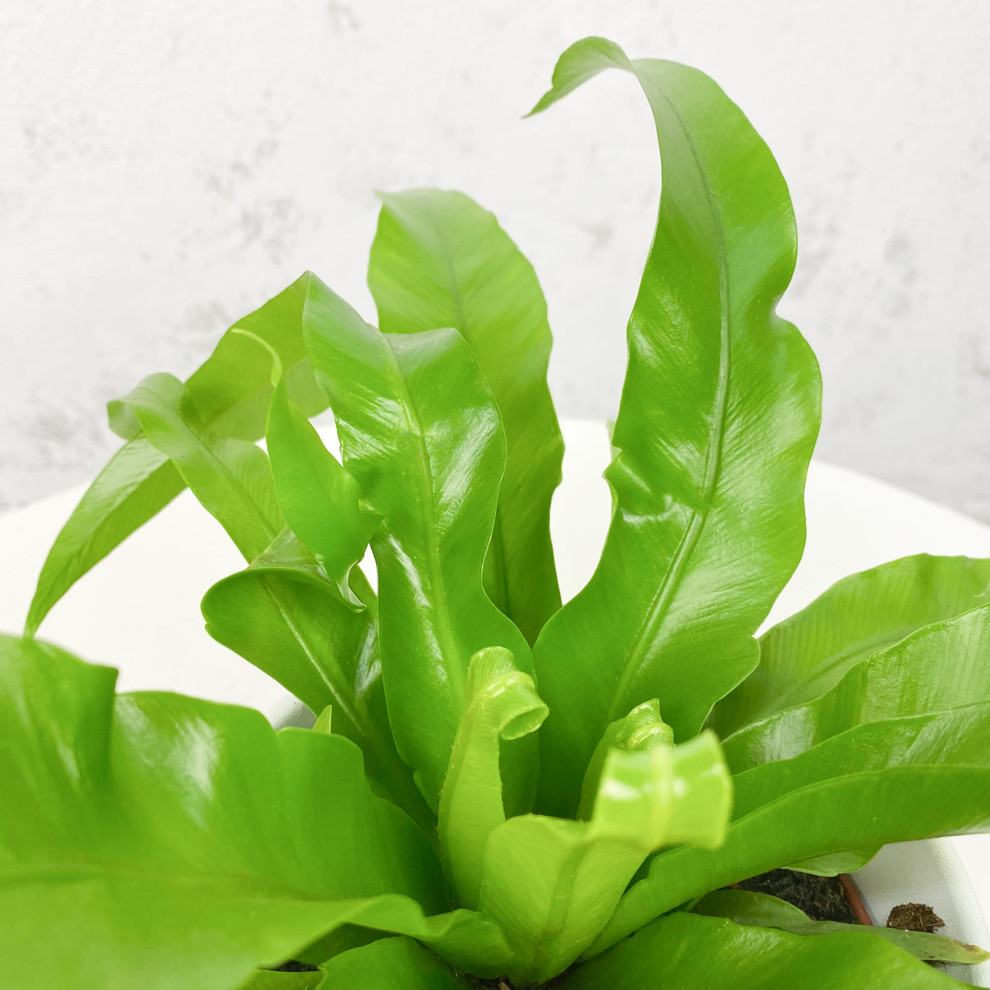 Helecho Asplenium spp. | Fronda