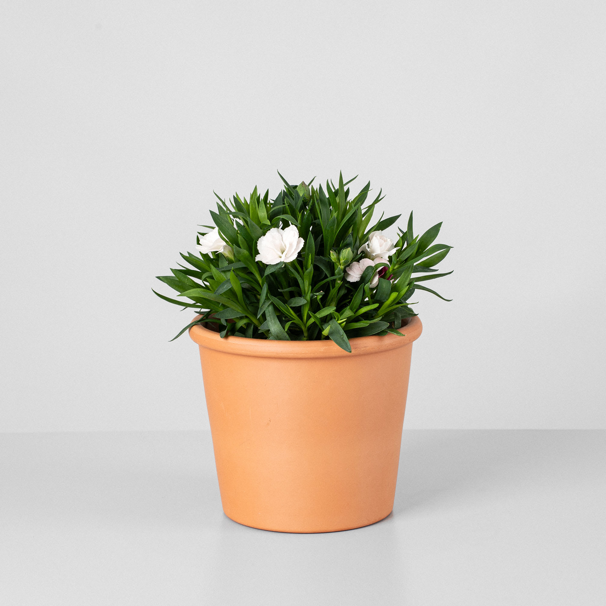Dianthus caryophyllus 'Mini' - Clavel | Fronda