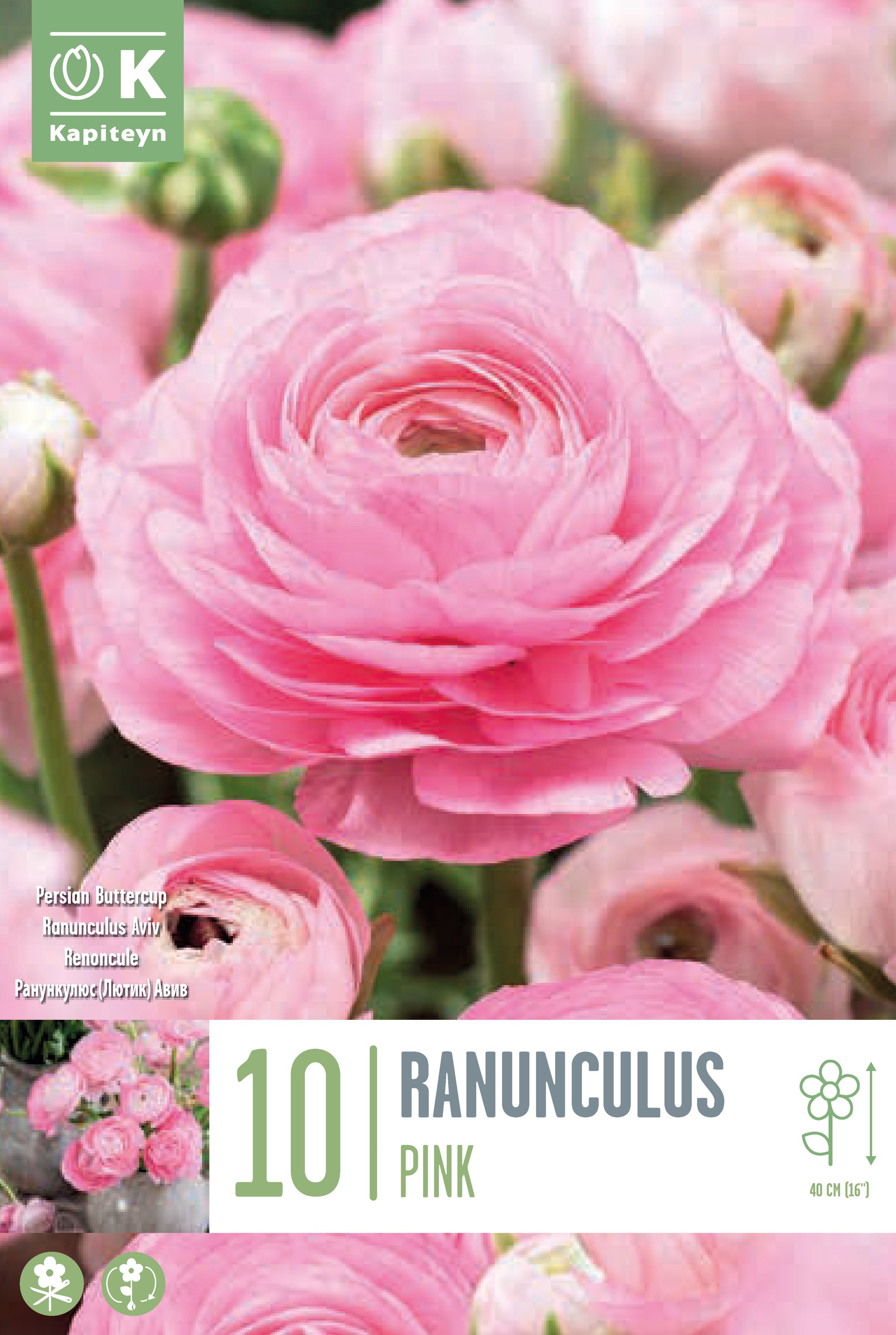 Bulbos de Ranunculus asiaticus 'Aviv Pink' | Fronda