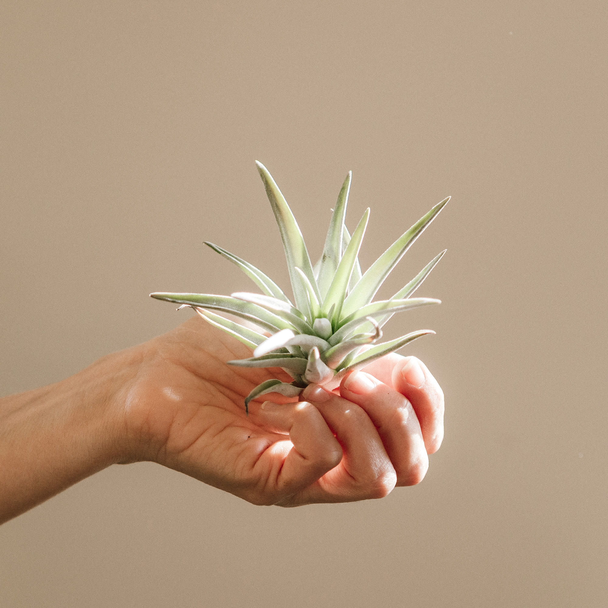 Tillandsia spp. | Fronda