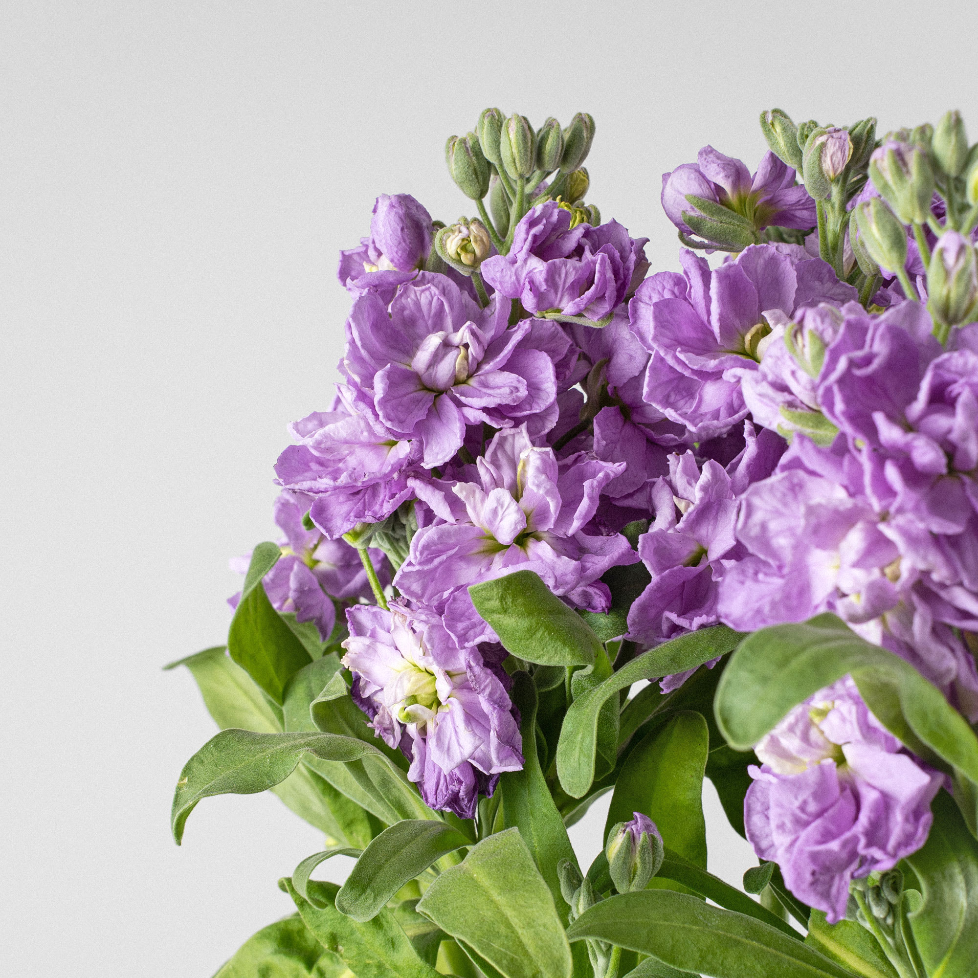 Matthiola Incana de flor doble (Alhelí) | Fronda
