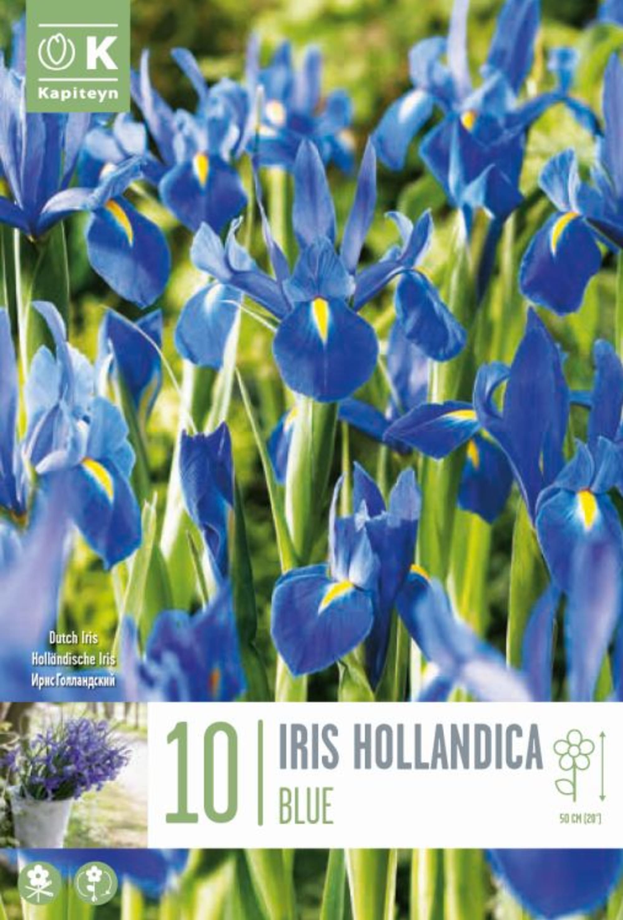 Bulbos de Iris × hollandica 'Professor Blaauw' | Fronda