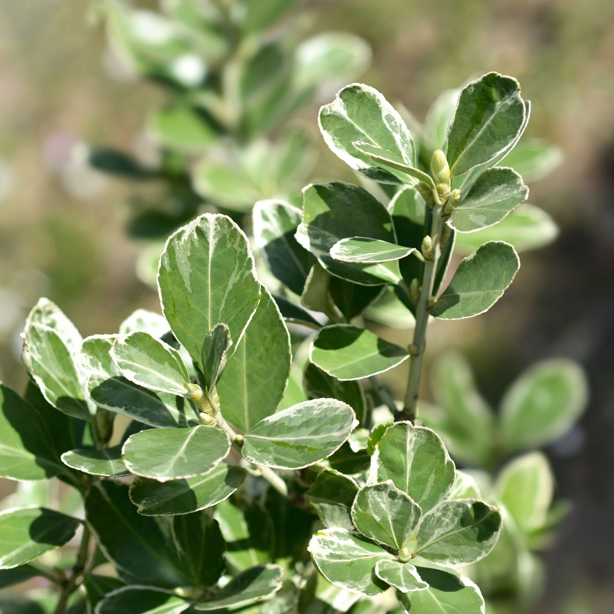 Evónimo plateado - Euonymus japonicus 'Albomarginatus' | Fronda