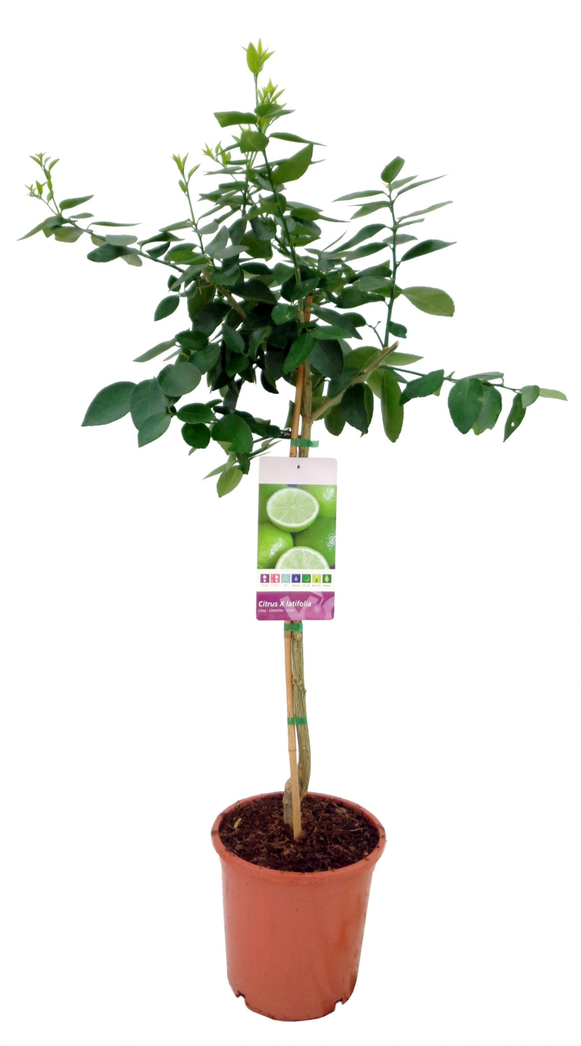 Lima Persa (Citrus × latifolia) | Fronda