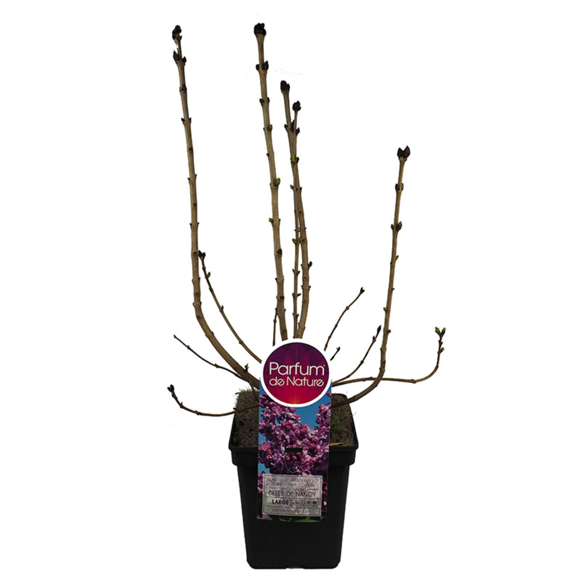 Syringa vulgaris (Lilo) | Fronda