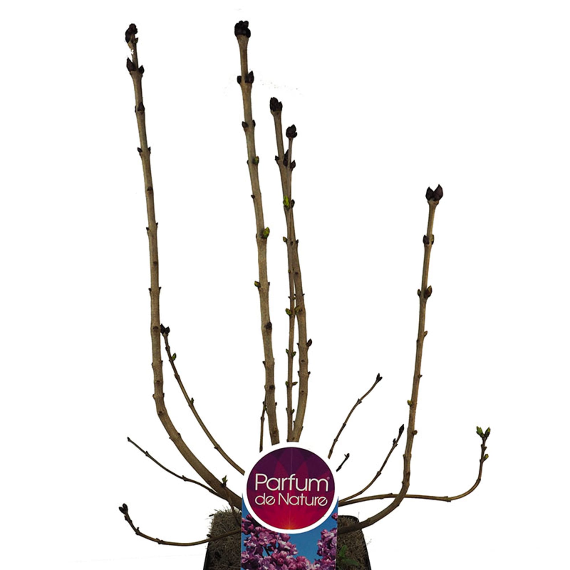 Syringa vulgaris (Lilo) | Fronda