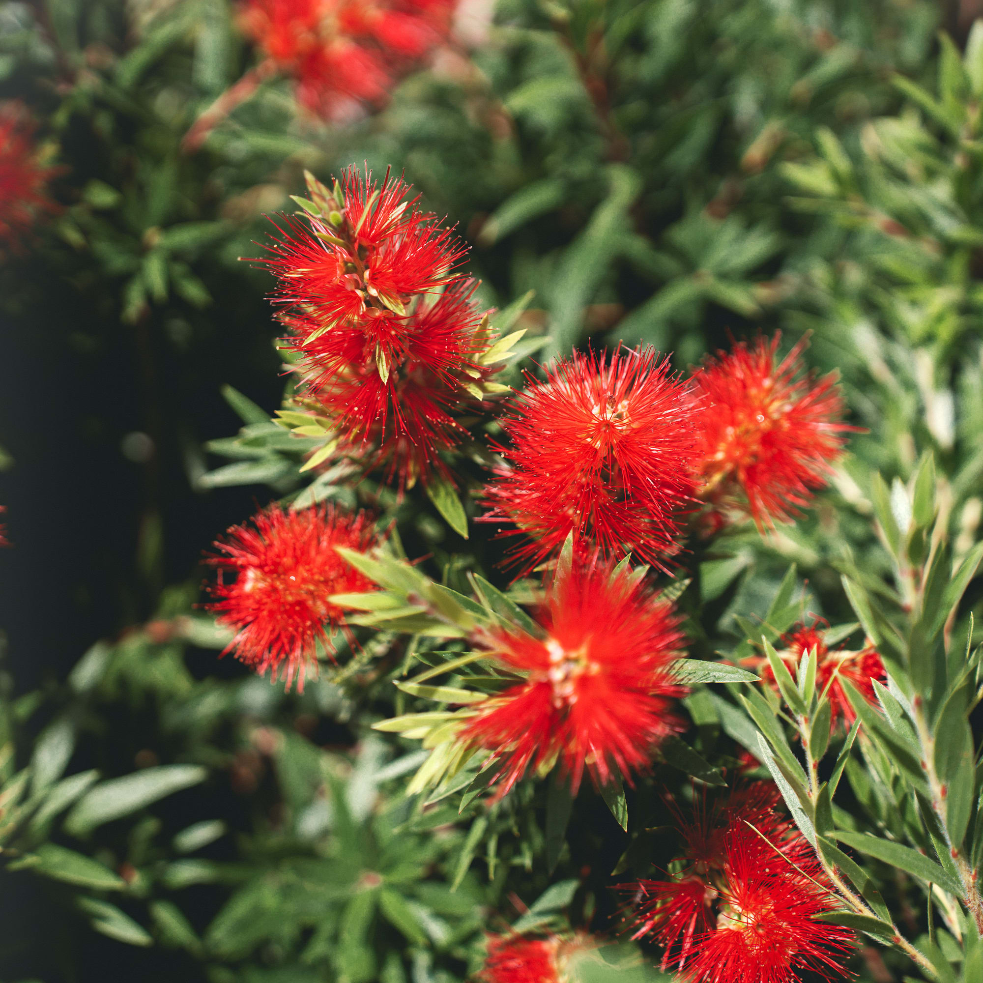 Callistemon viminalis 'Captain Cook' | Fronda