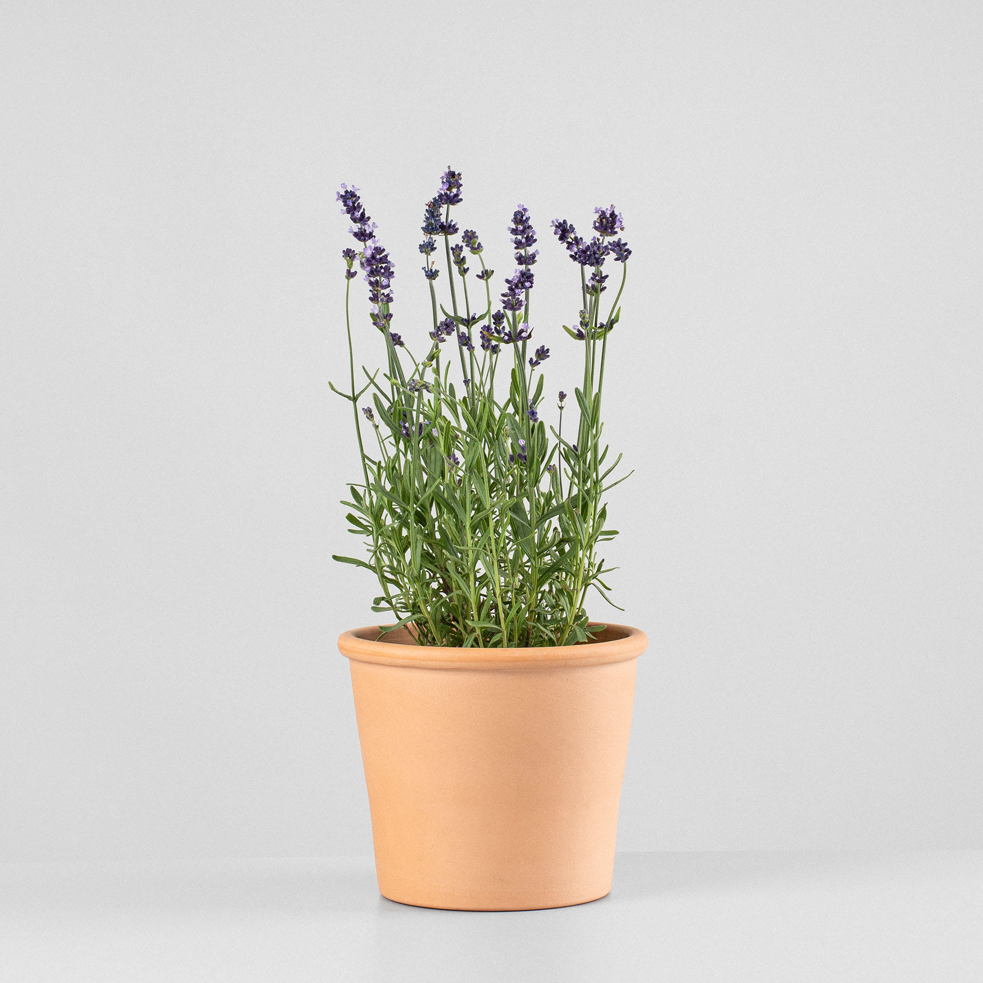 Lavandula angustifolia 'Blue Scent' - Planta aromática | Fronda