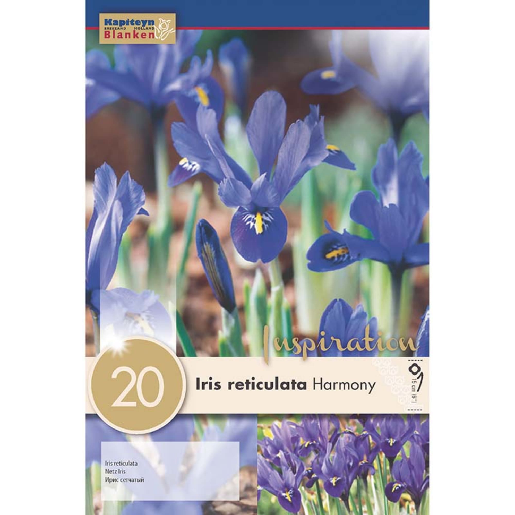 Bulbos de Iris reticulata 'Harmony' | Fronda