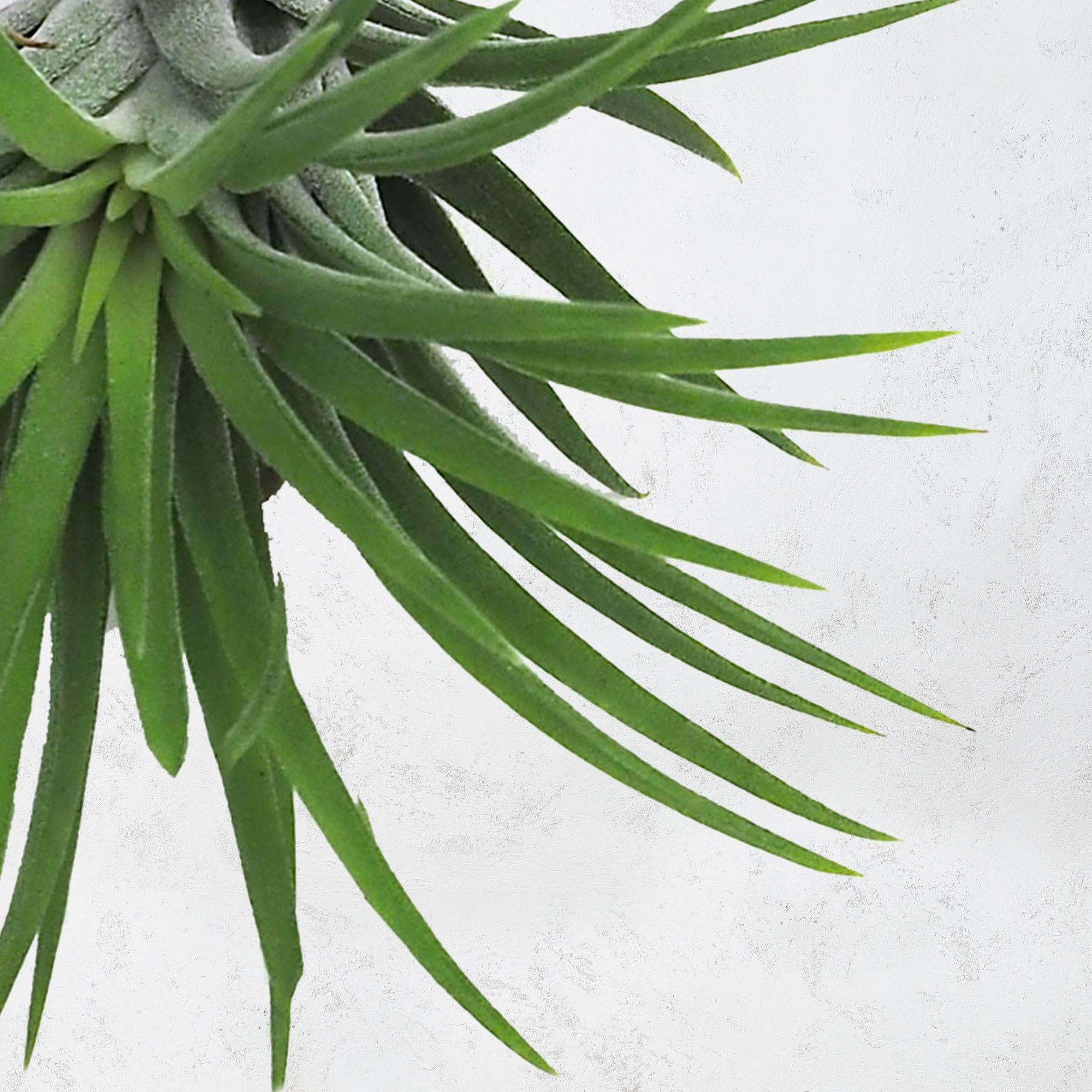 Tillandsia spp. | Fronda