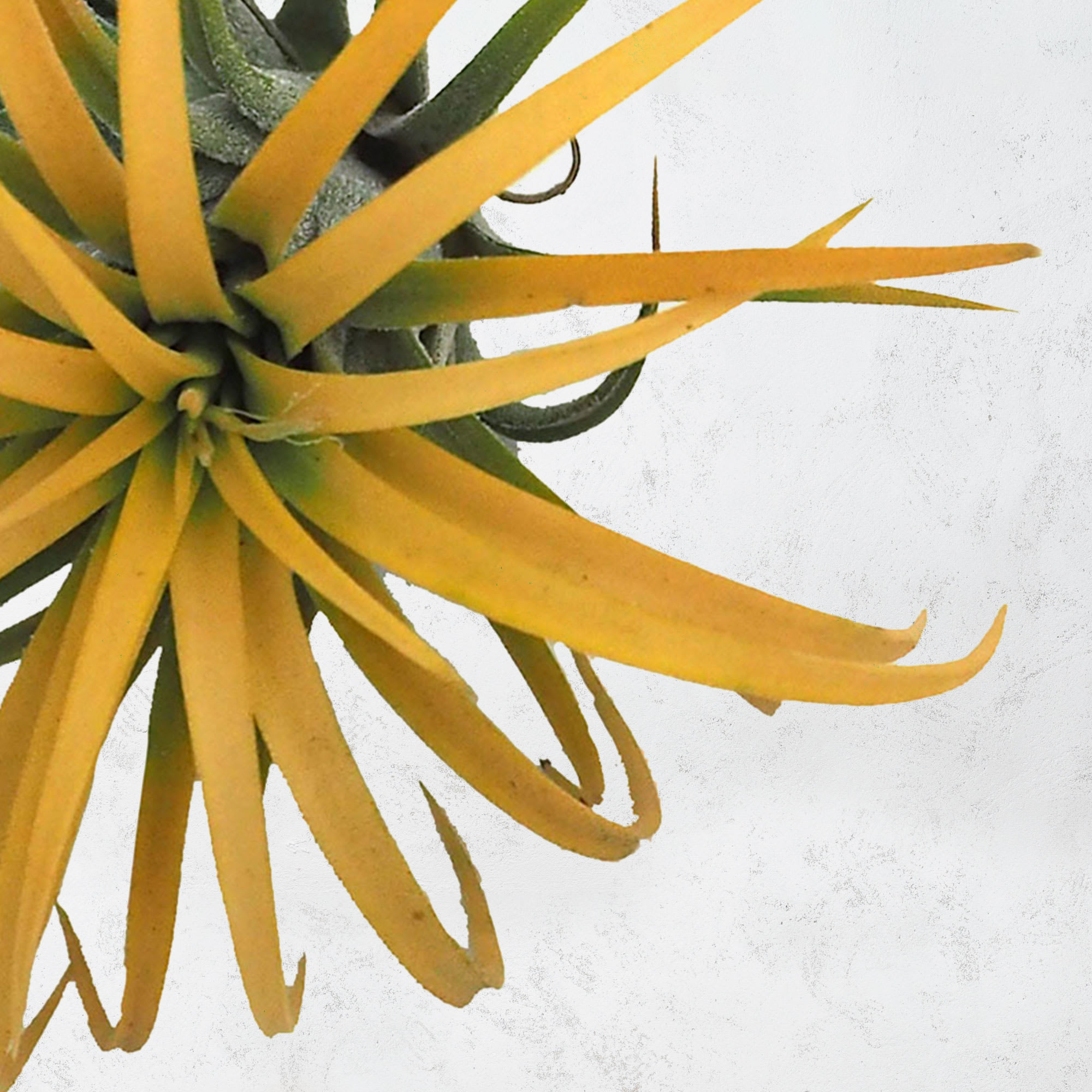 Tillandsia spp. | Fronda