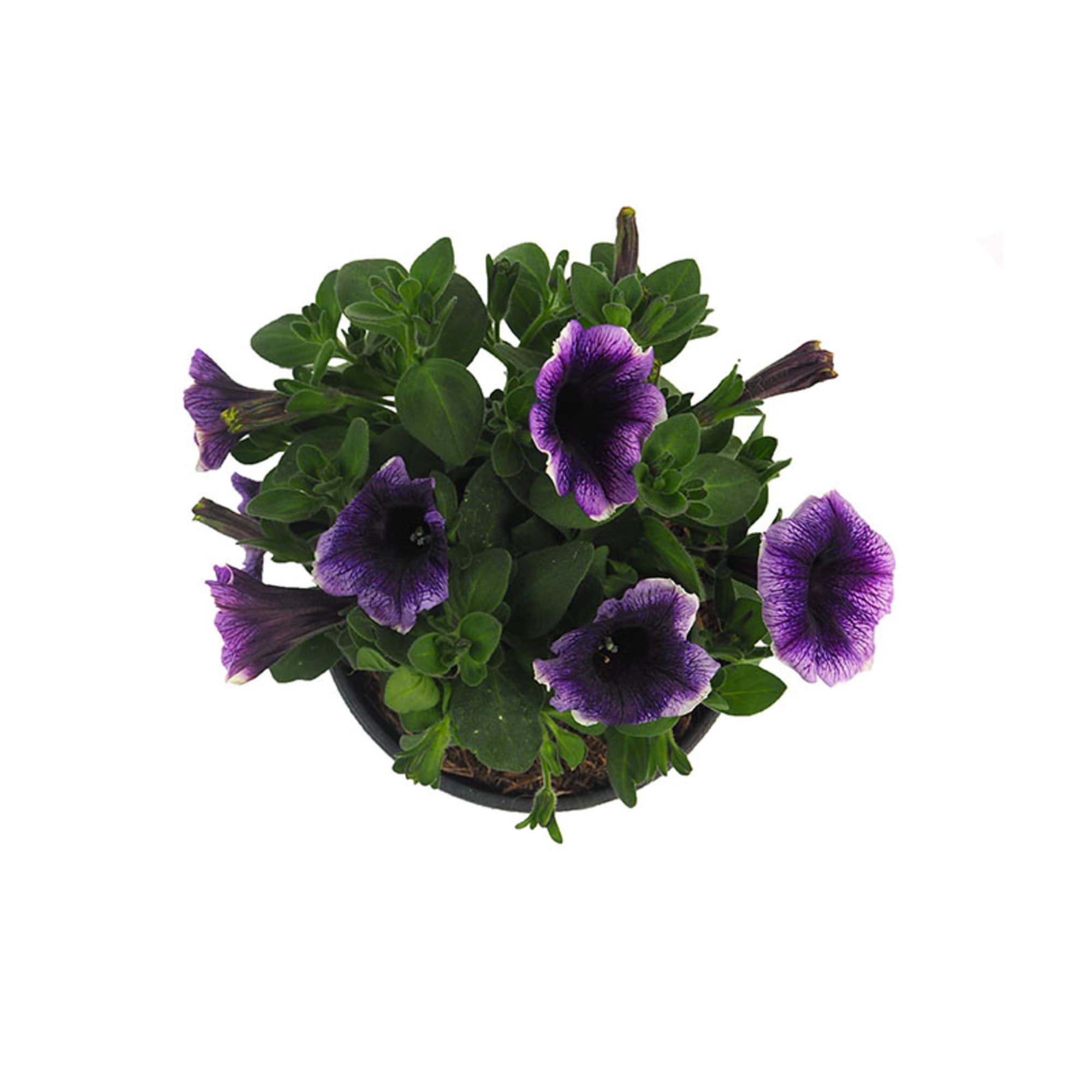 Petunia Potunia® | Fronda