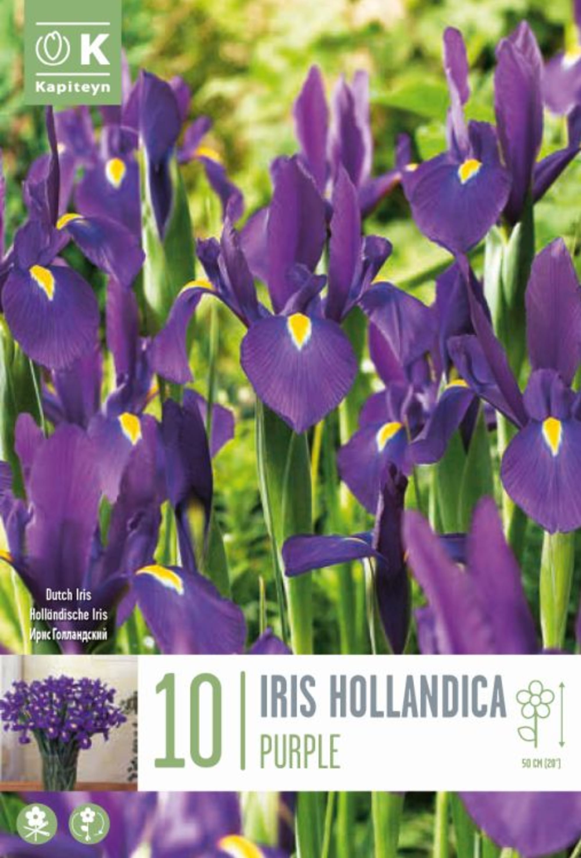 Bulbos de Iris × hollandica 'Purple Sensation' | Fronda