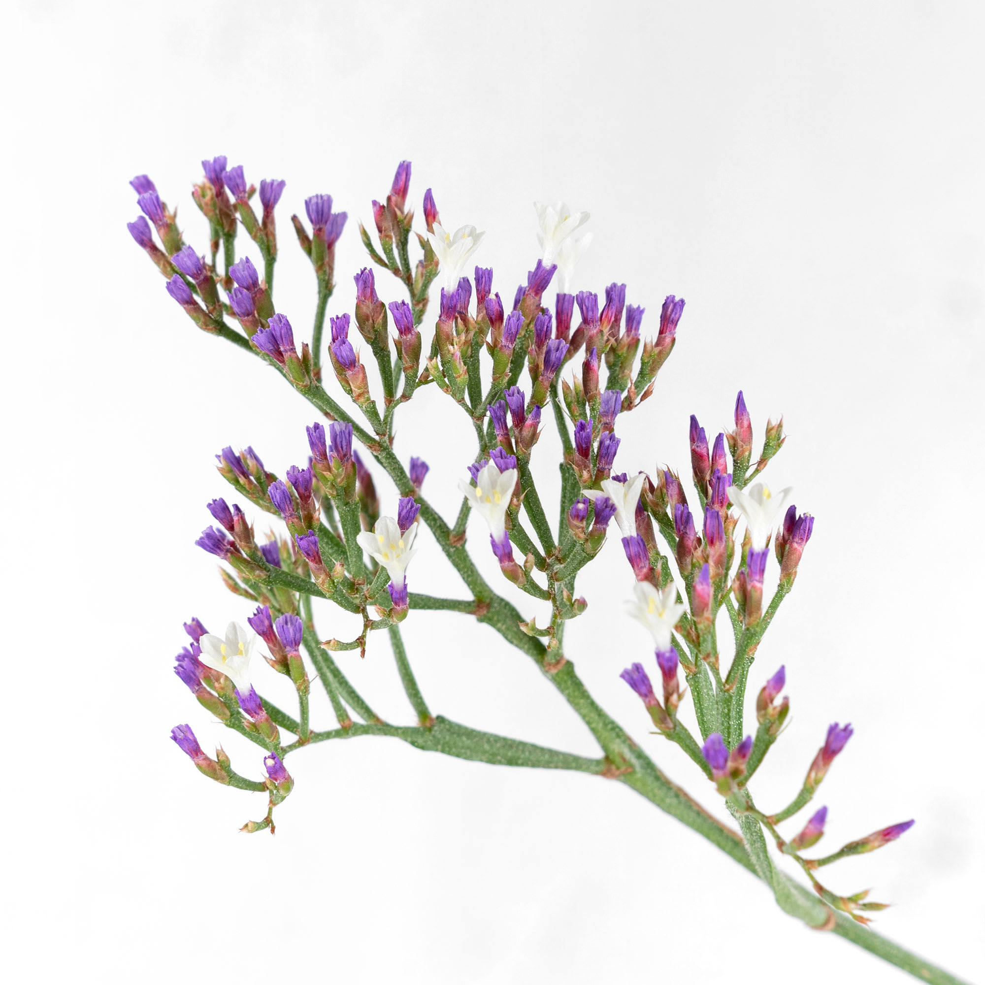 Limonium sinuatum - Statice | Fronda