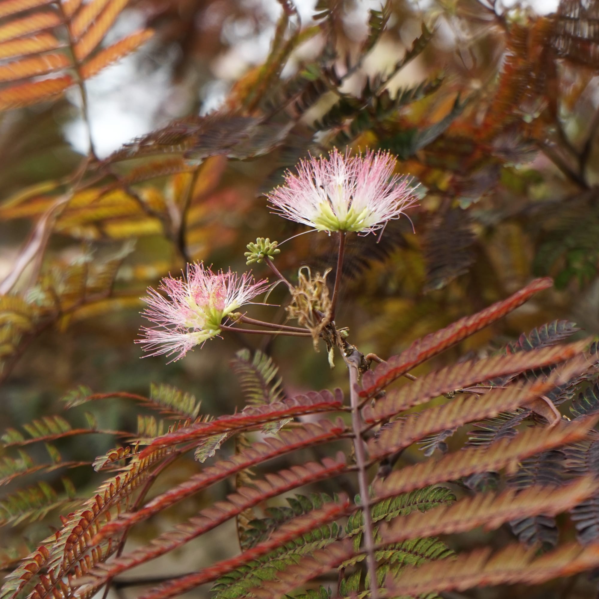 Albizia julibrissin ‘Summer Chocolate’ | Fronda