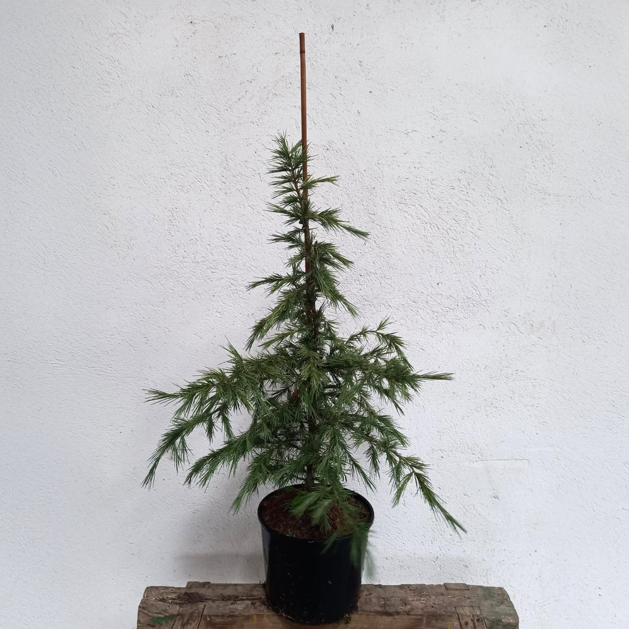Cedro del Himalaya - Cedrus deodara | Fronda